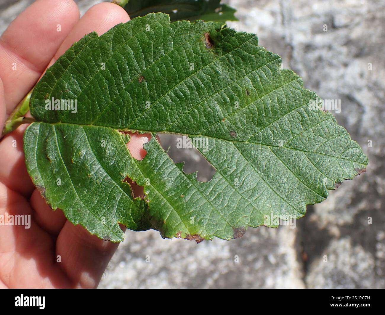 Red Alder (Alnus rubra Stock Photo - Alamy
