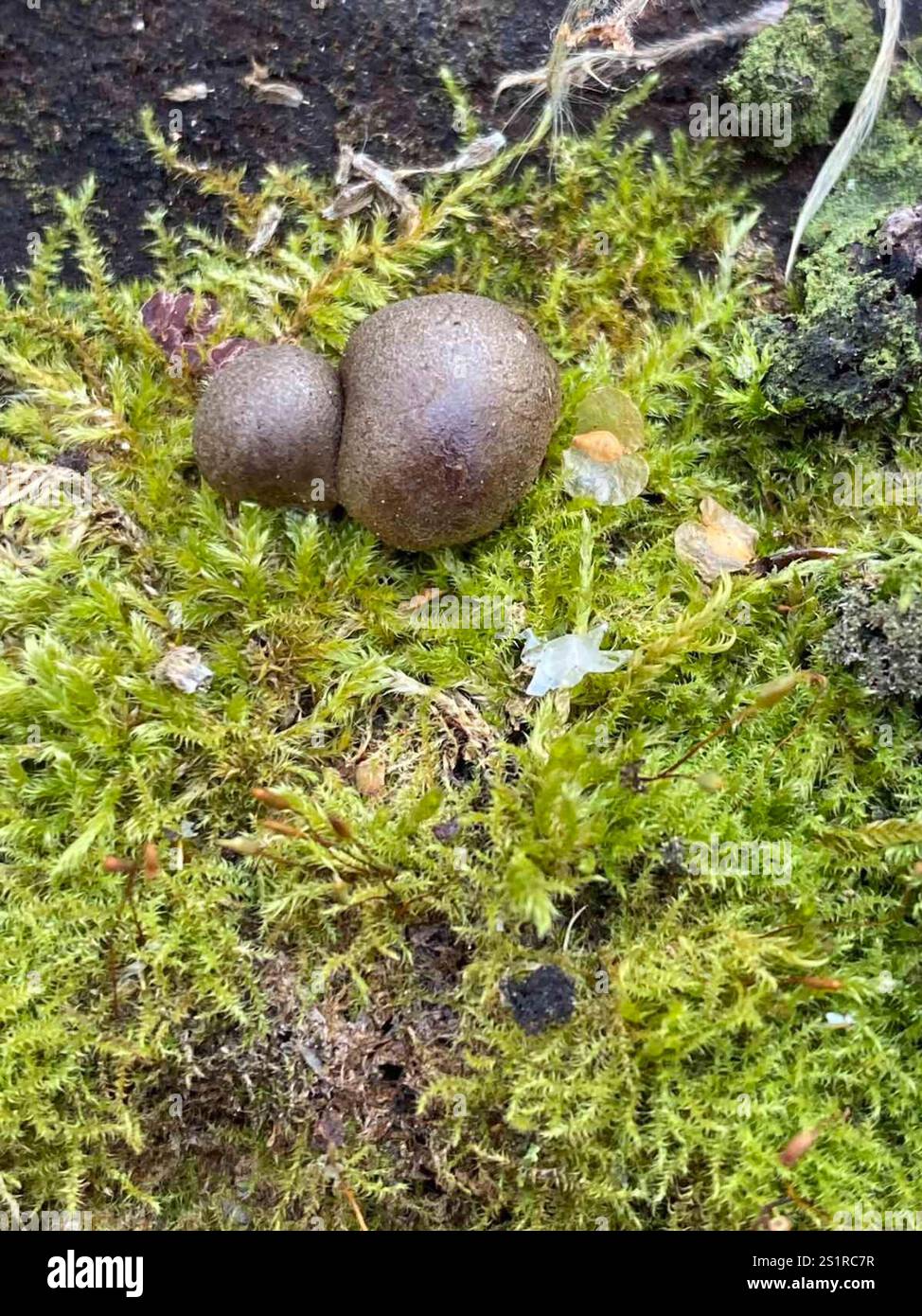 Wolf's Milk (Lycogala epidendrum Stock Photo - Alamy