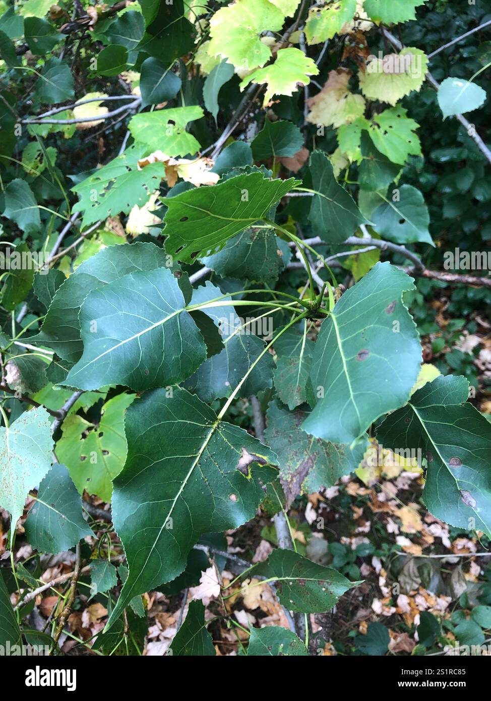 Eastern Cottonwood (Populus deltoides Stock Photo - Alamy