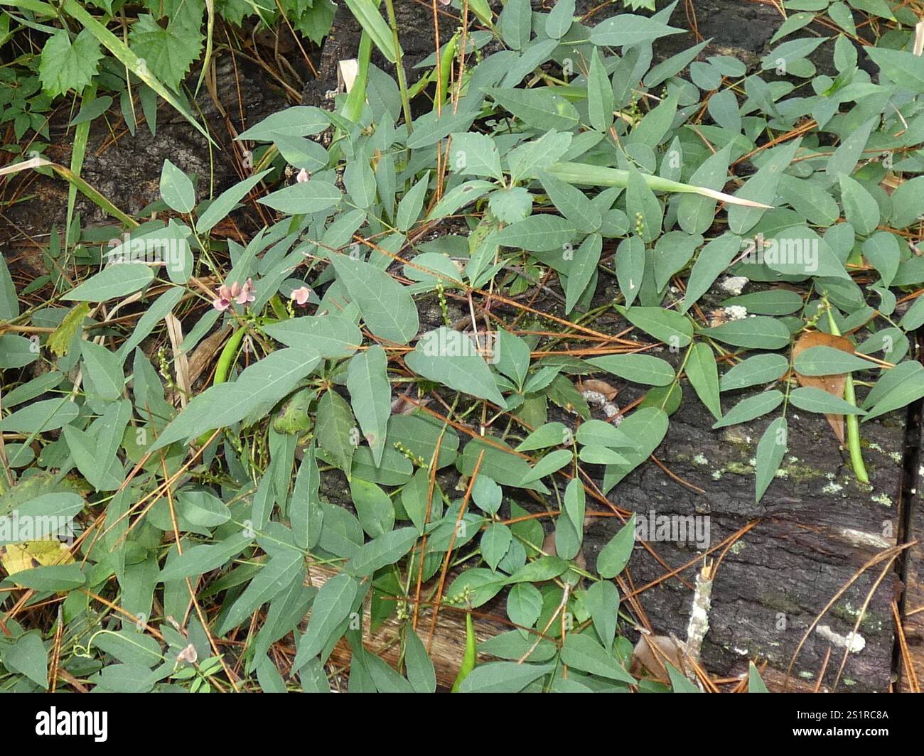 American groundnut (Apios americana Stock Photo - Alamy