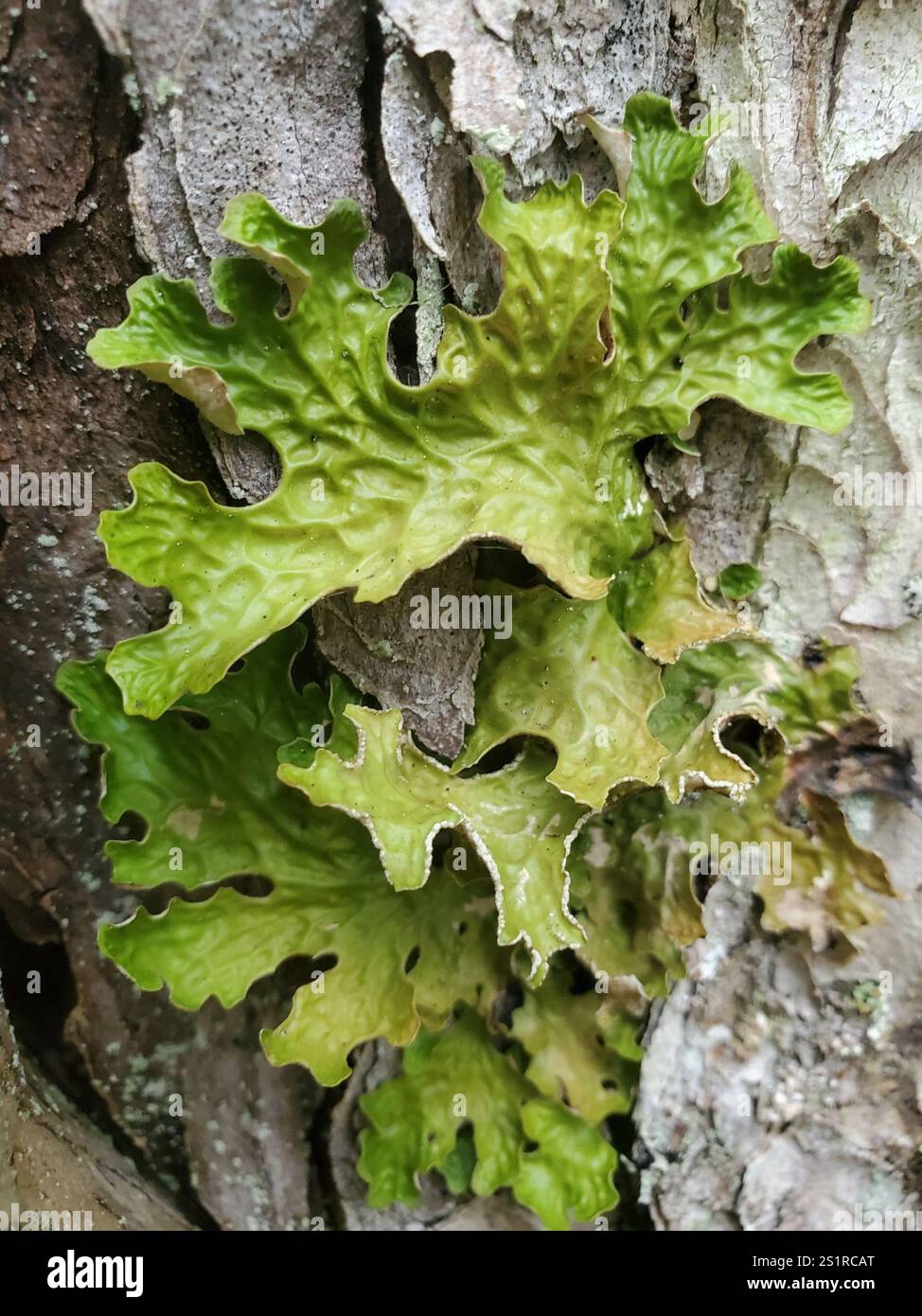 Tree Lungwort (Lobaria pulmonaria Stock Photo - Alamy