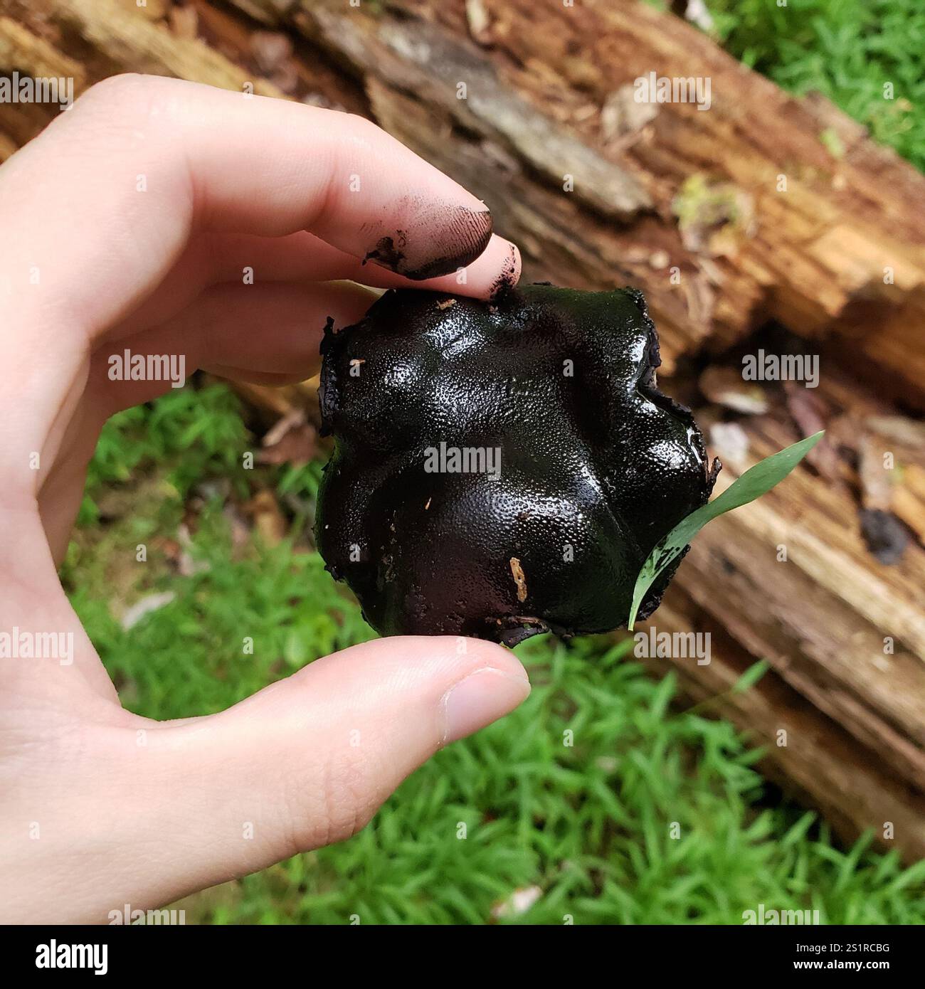 Dog's nose fungus (Camarops petersii Stock Photo - Alamy