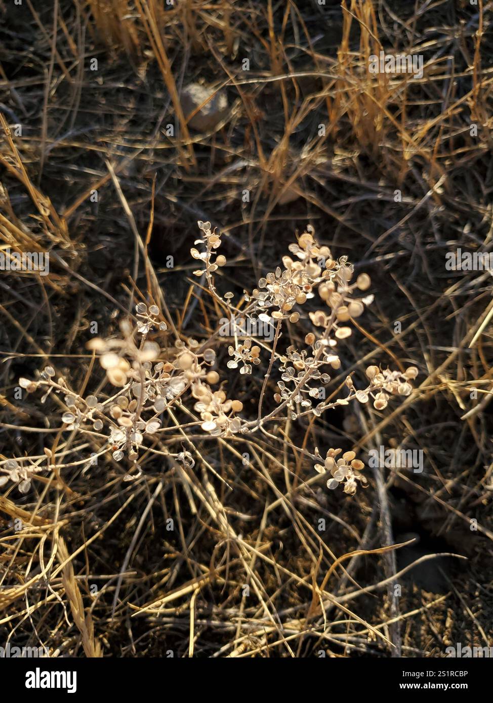 desert madwort (Alyssum desertorum Stock Photo - Alamy