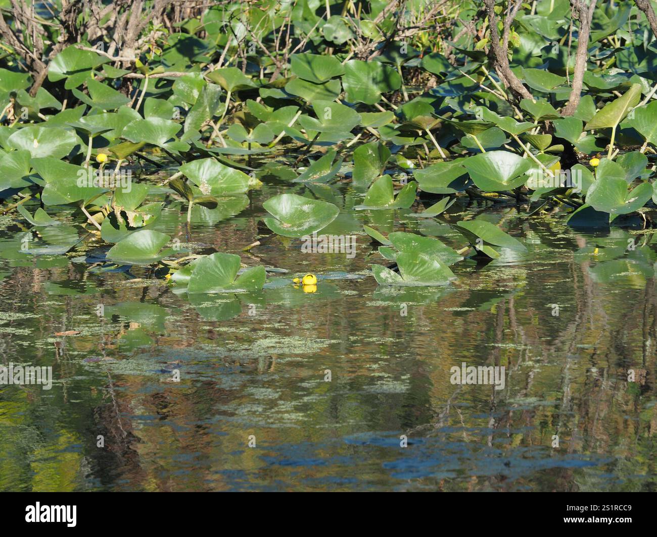 spatterdock (Nuphar advena Stock Photo - Alamy