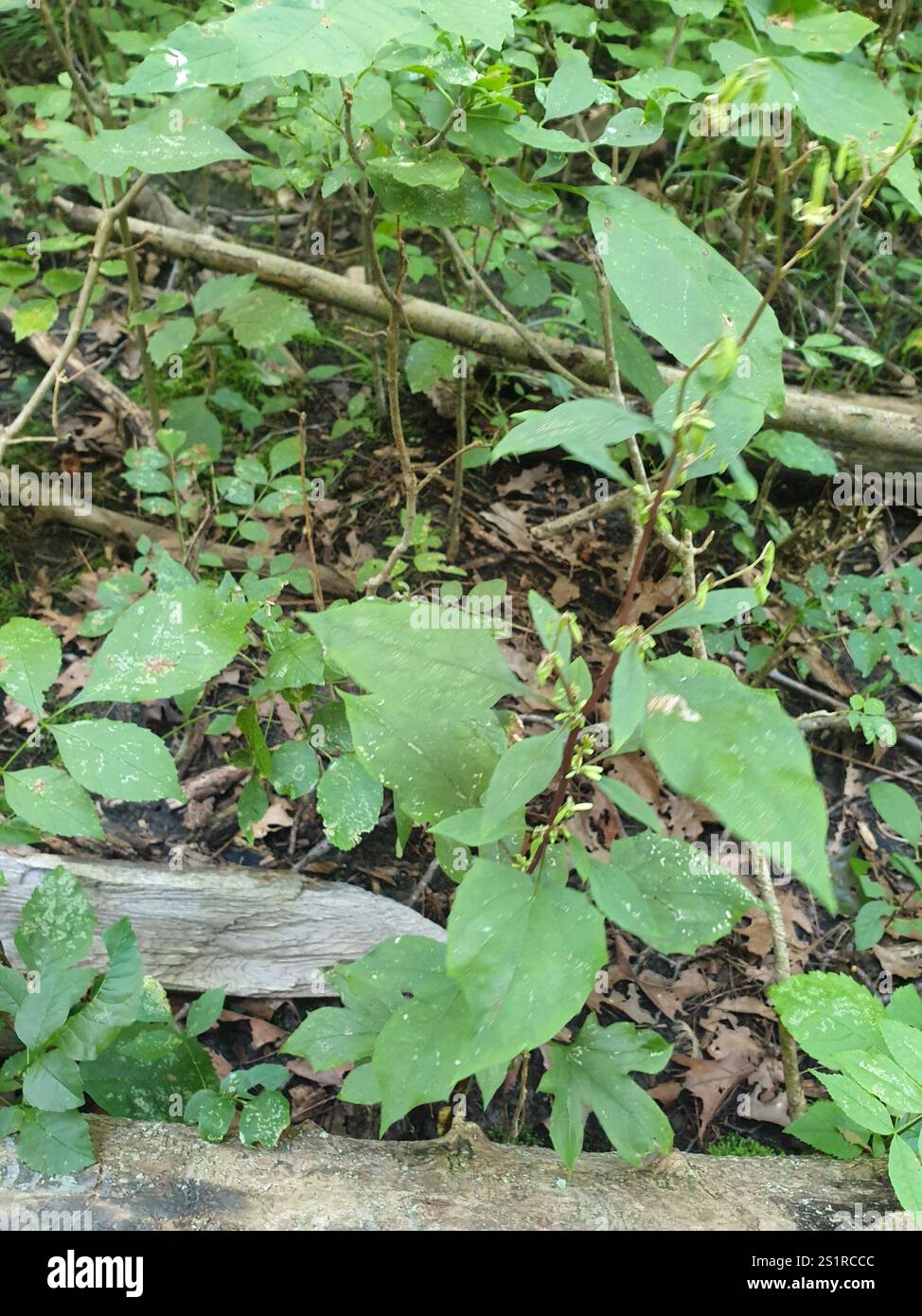 tall rattlesnake root (Nabalus altissimus Stock Photo - Alamy