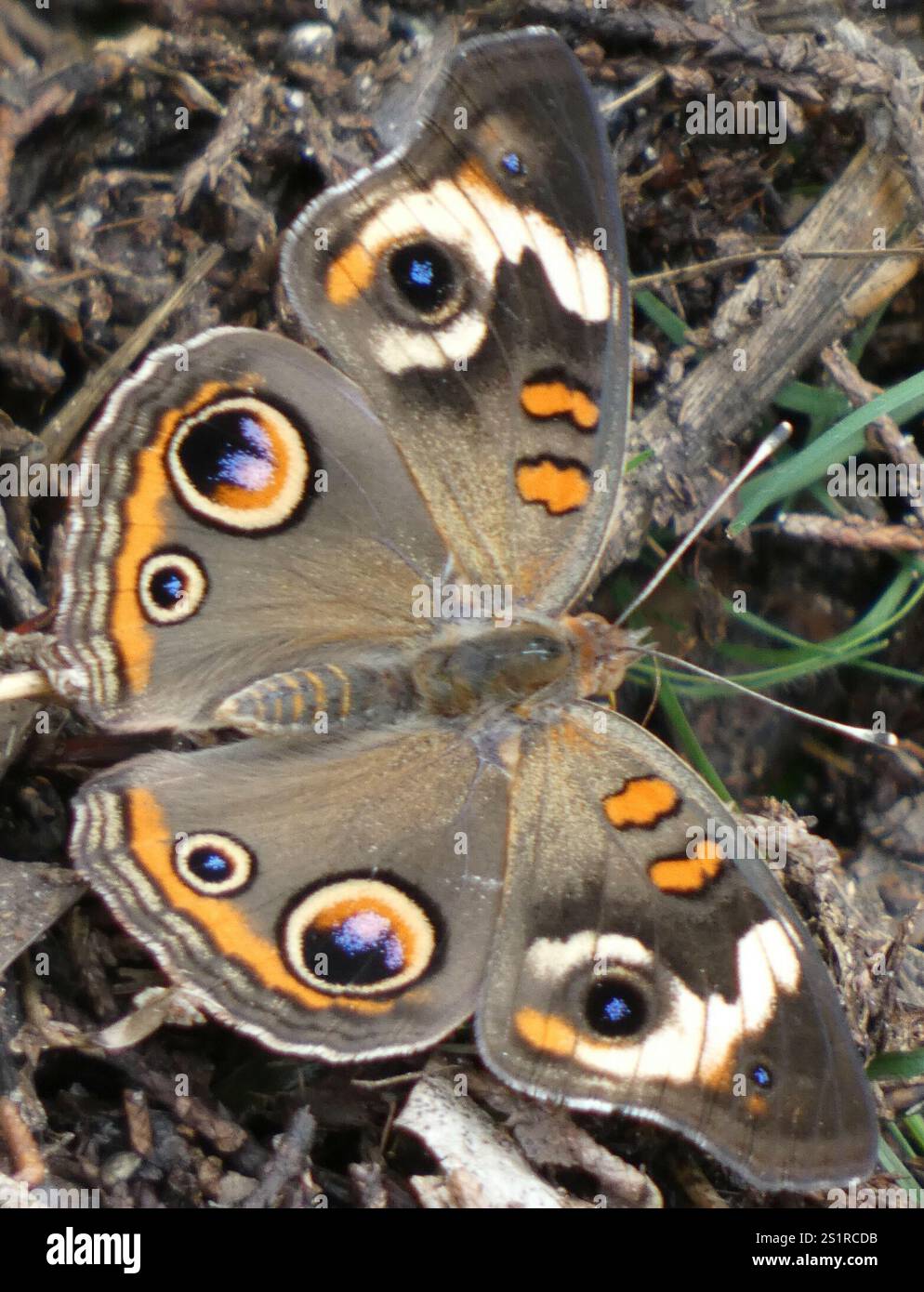 Common Buckeye (Junonia coenia Stock Photo - Alamy