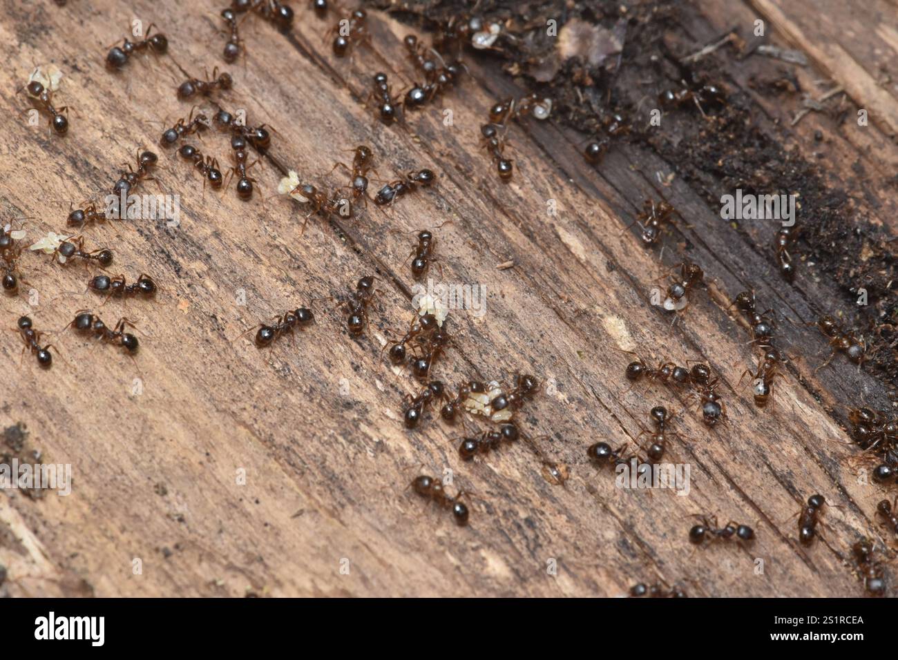 Western Collared Ant (Aphaenogaster occidentalis Stock Photo - Alamy