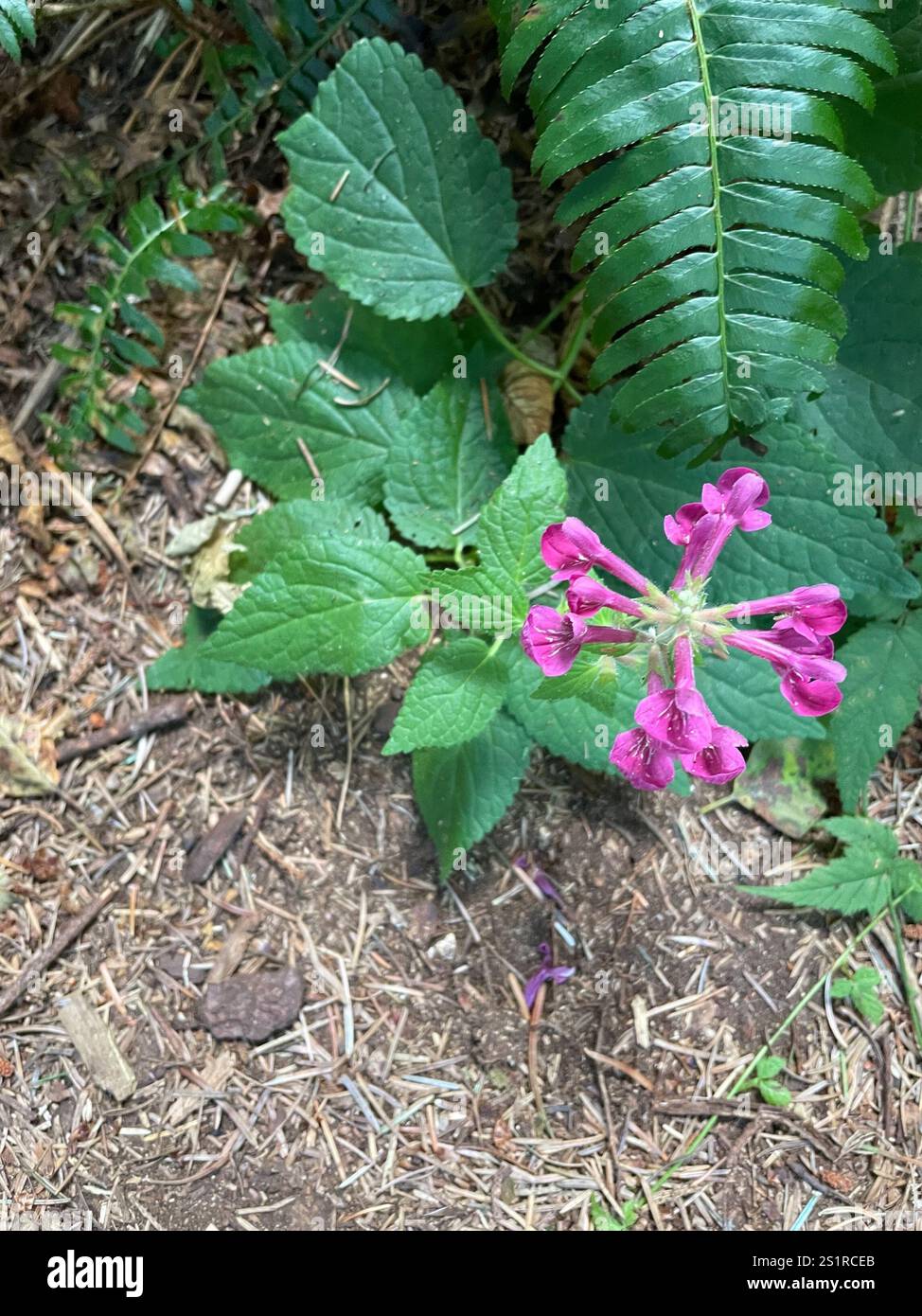 Coastal Hedge-nettle (Stachys chamissonis Stock Photo - Alamy