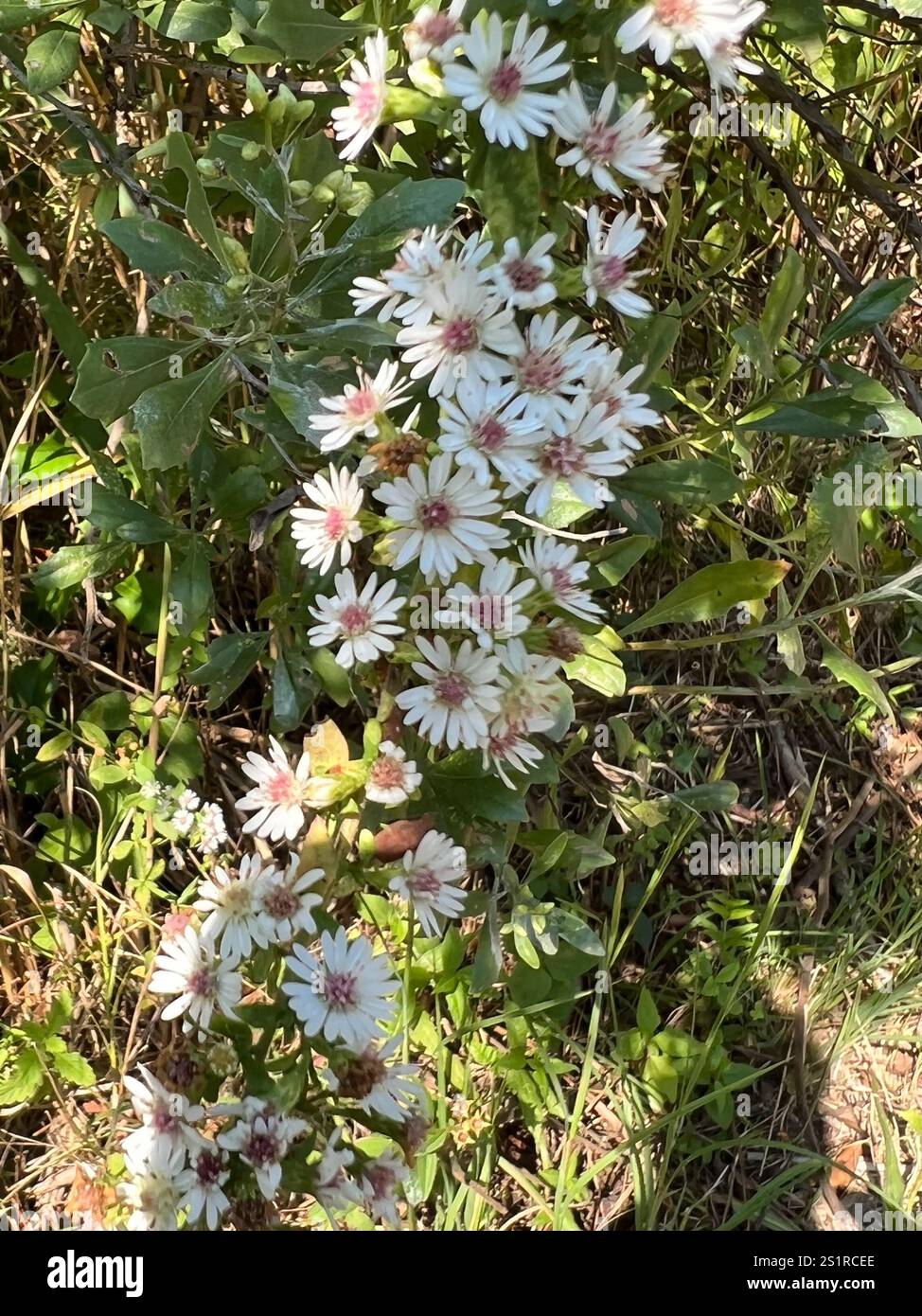 calico aster (Symphyotrichum lateriflorum Stock Photo - Alamy