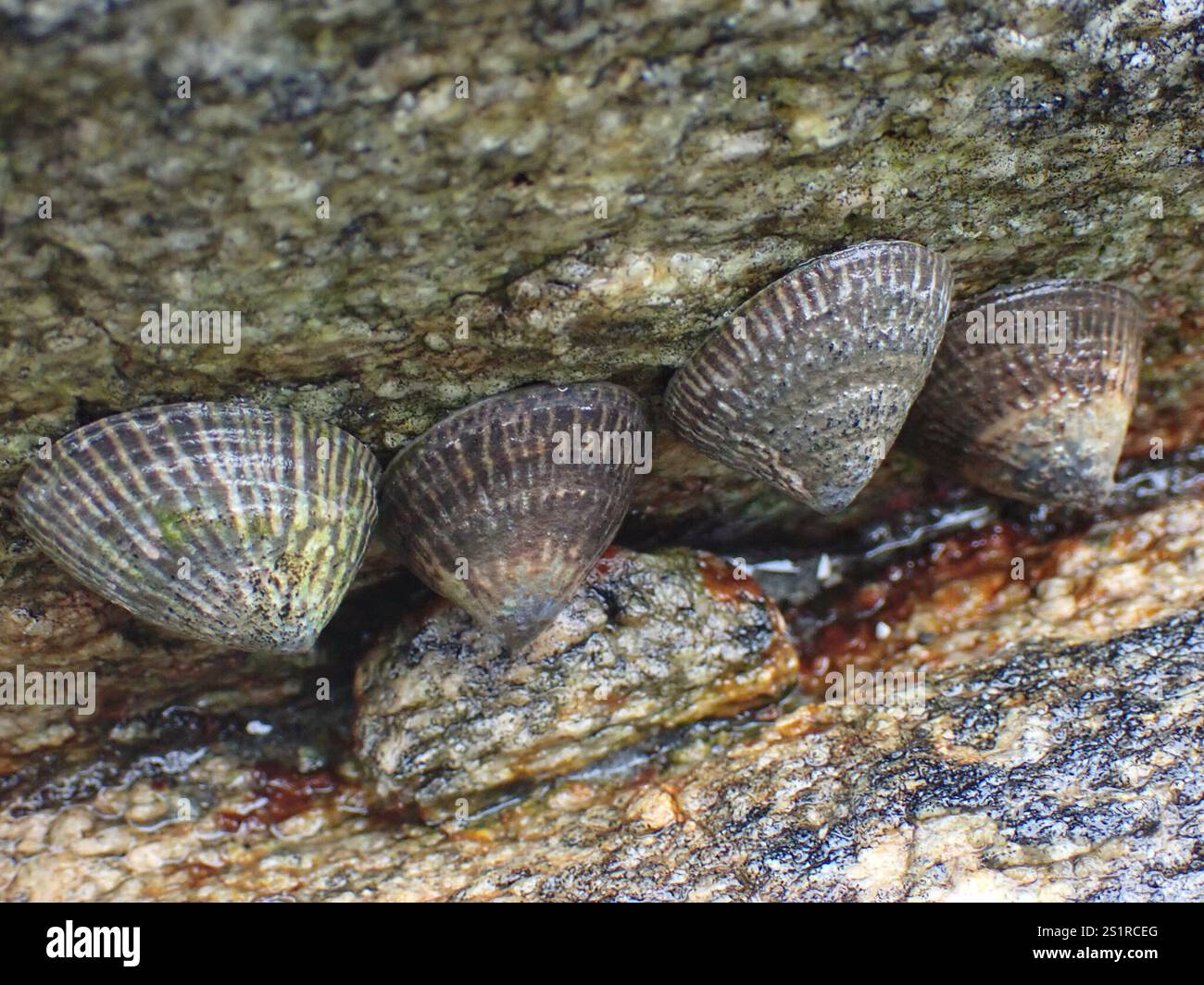 Mask Limpet (Lottia persona Stock Photo - Alamy