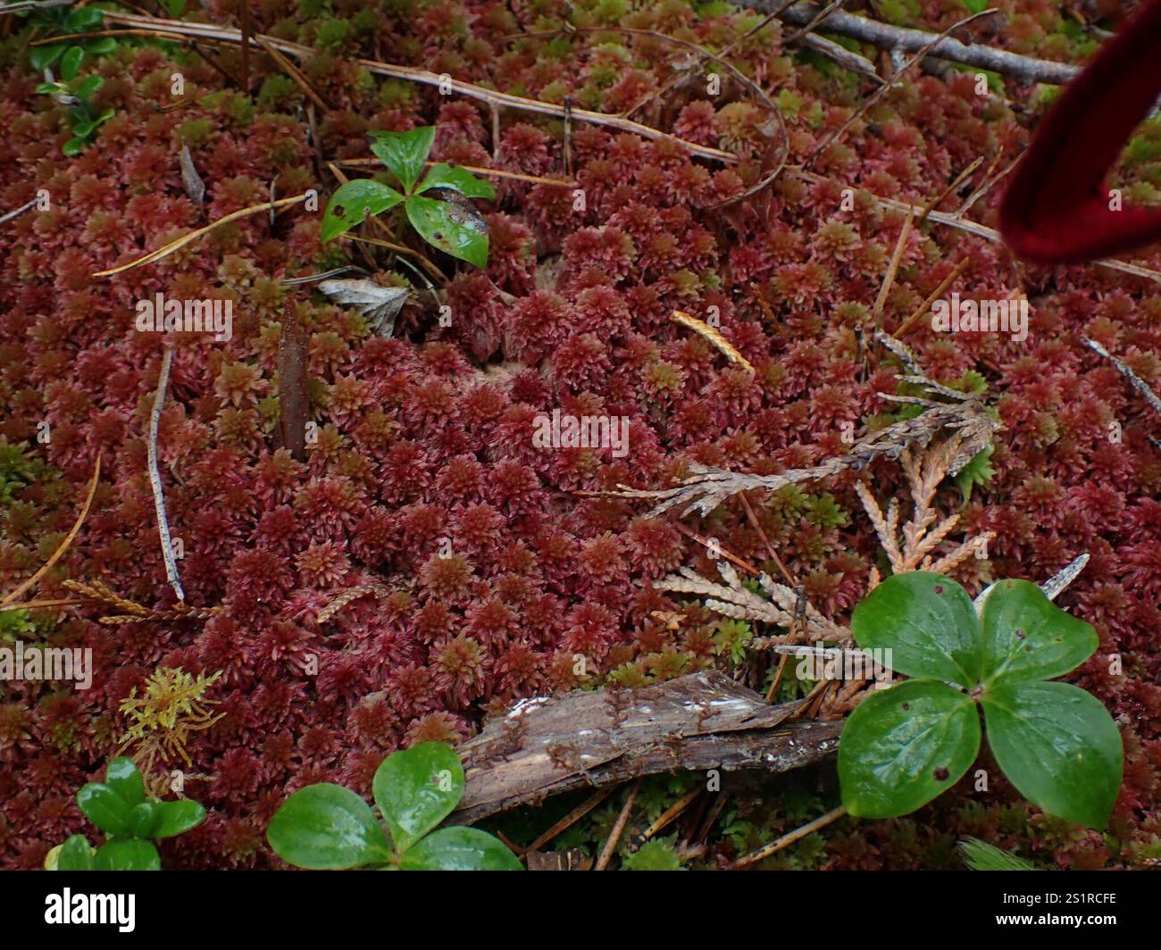 Northern Peatmoss (Sphagnum capillifolium Stock Photo - Alamy