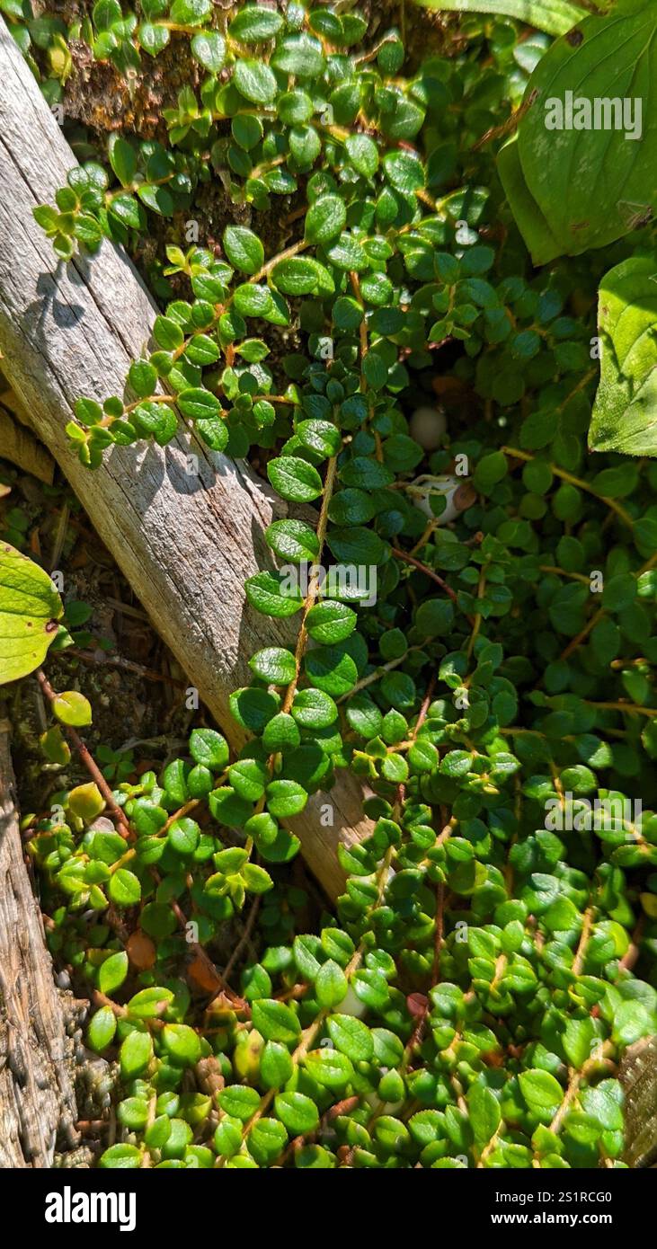 creeping snowberry (Gaultheria hispidula Stock Photo - Alamy