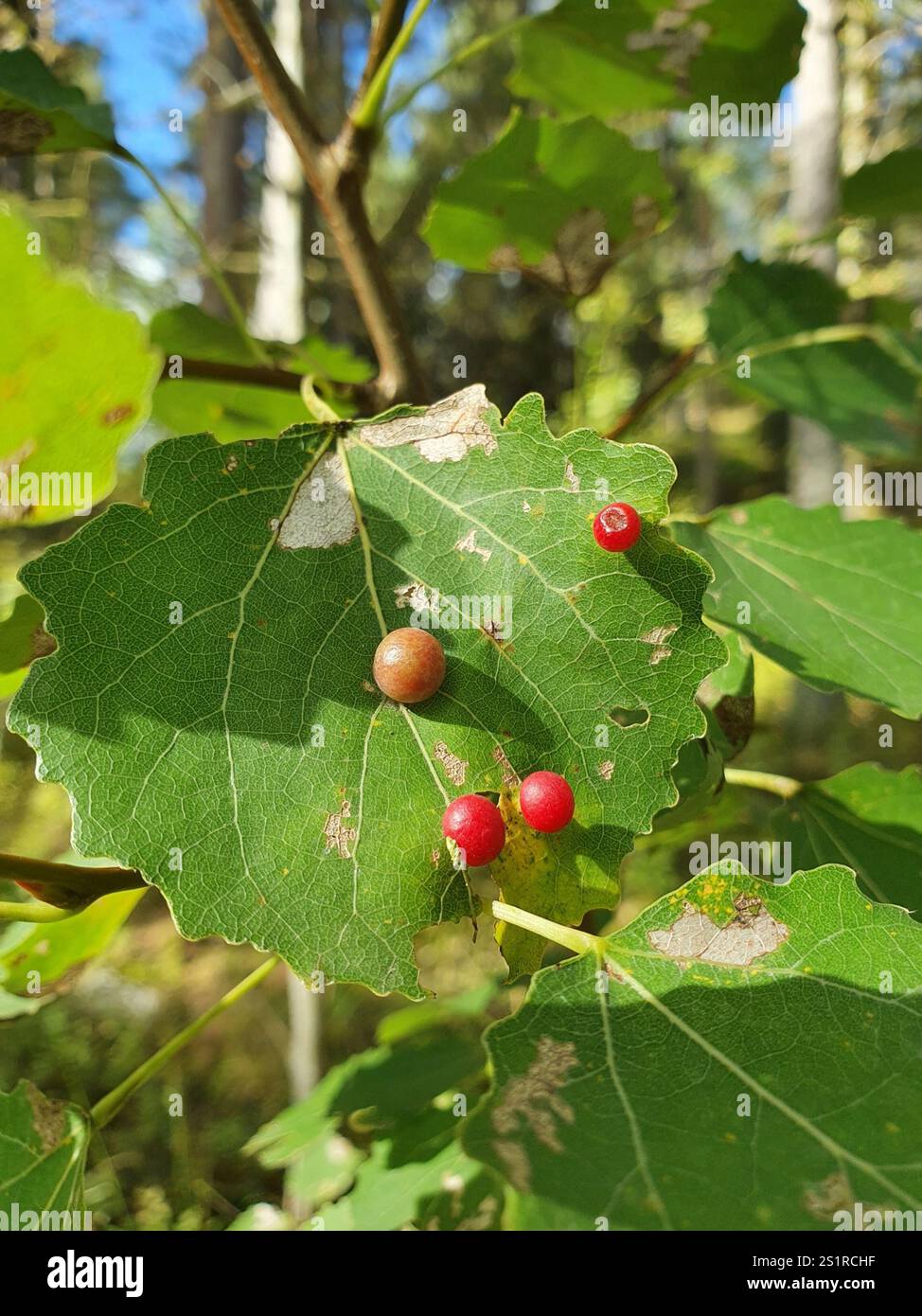 aspen leaf gall midge (Harmandiola tremulae Stock Photo - Alamy