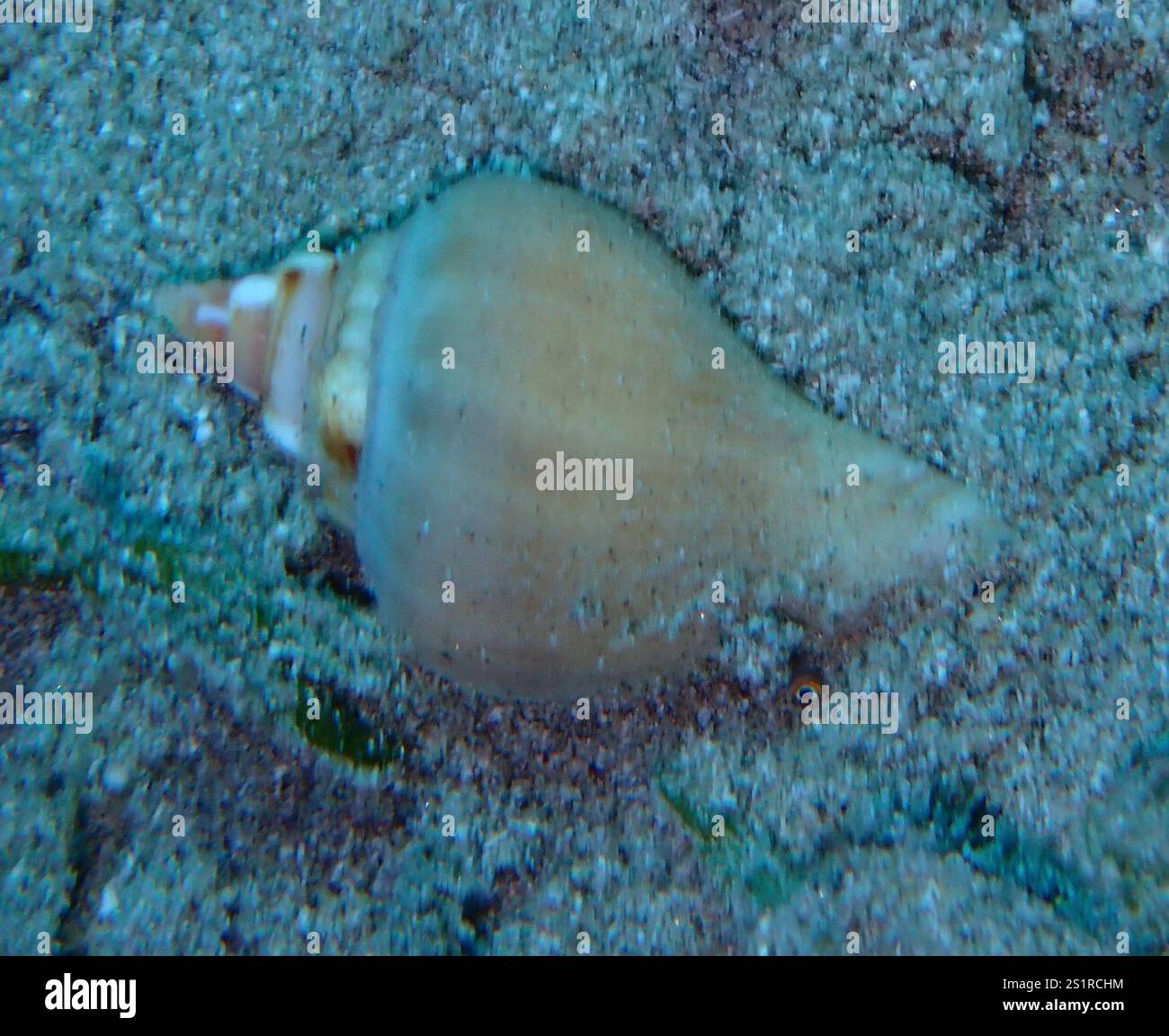 True Conchs (Strombidae Stock Photo - Alamy