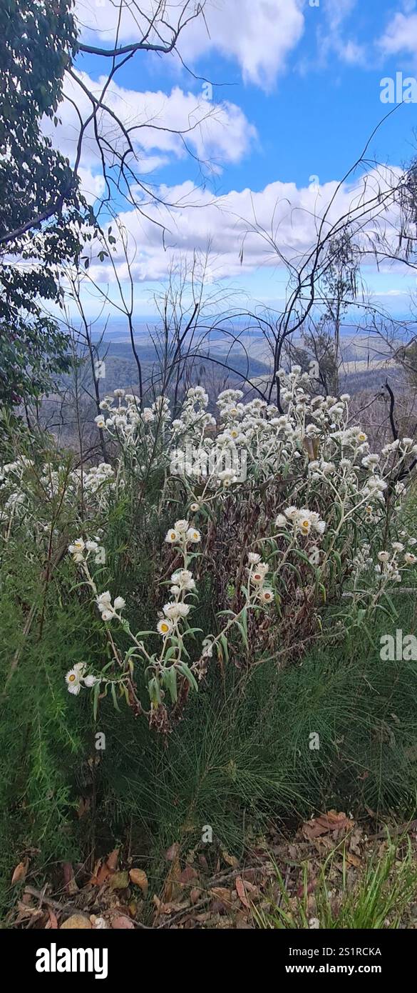 white paper daisy (Coronidium elatum Stock Photo - Alamy