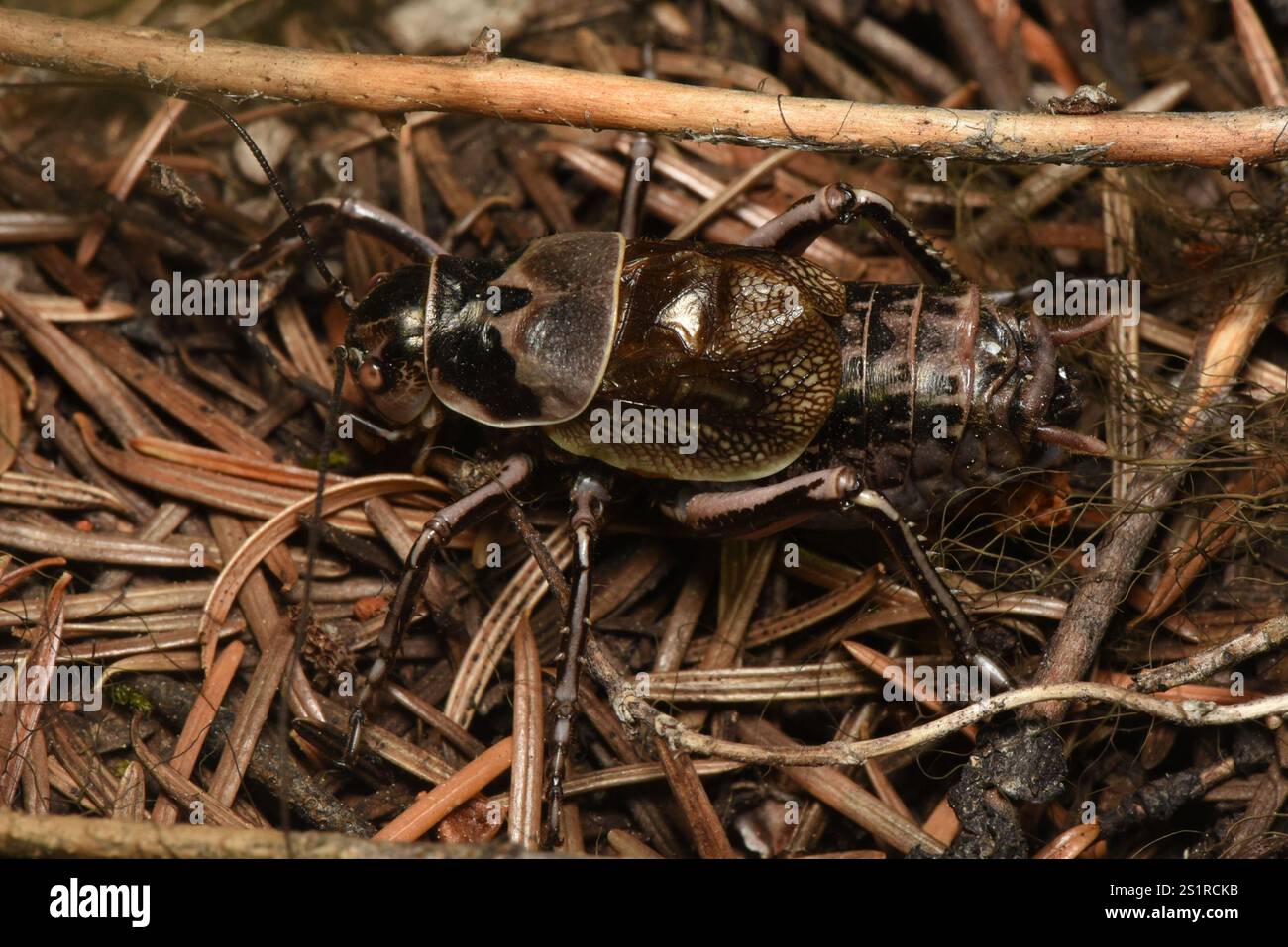 Great Grig (Cyphoderris monstrosa Stock Photo - Alamy