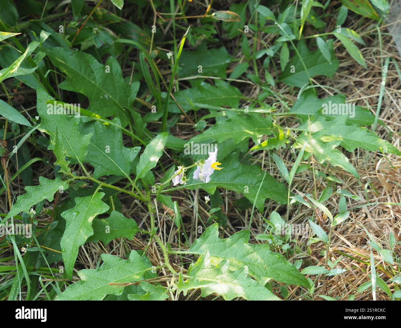 Carolina horsenettle (Solanum carolinense Stock Photo - Alamy
