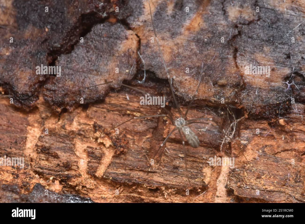 Harvestman Cellar Spider (Pholcus opilionoides Stock Photo - Alamy