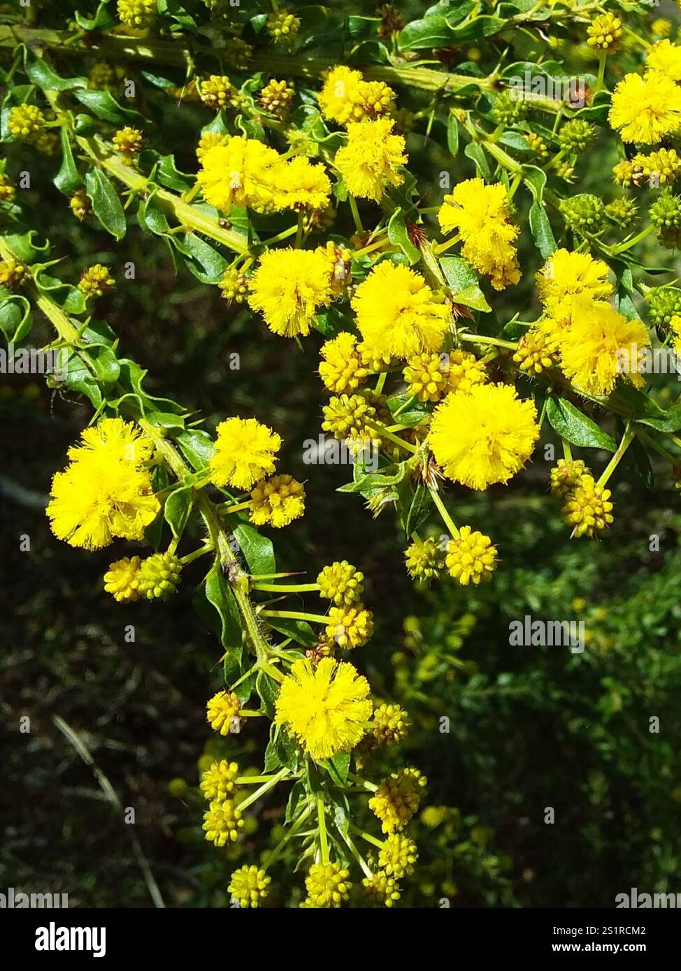 Kangaroo thorn (Acacia paradoxa Stock Photo - Alamy