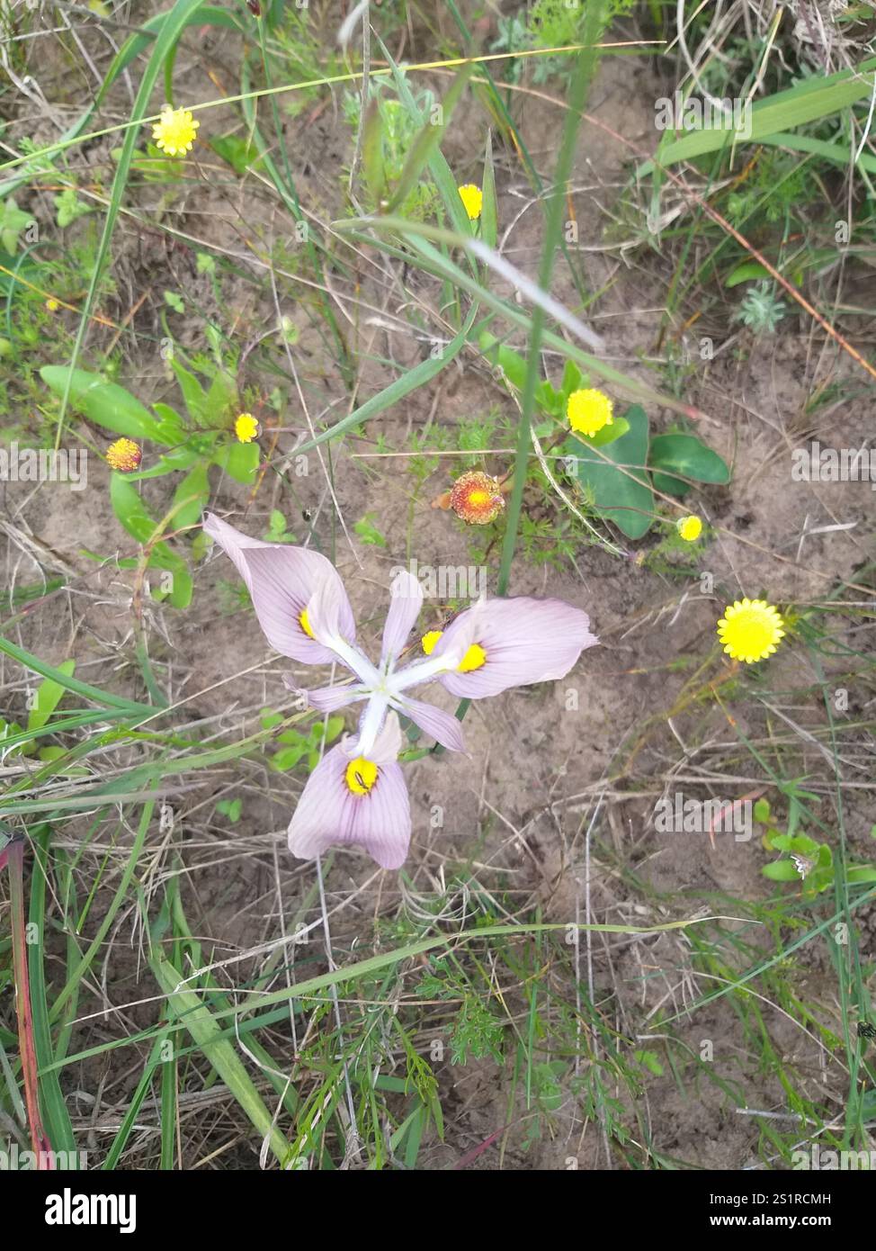 Cape Tulips (Moraea Stock Photo - Alamy