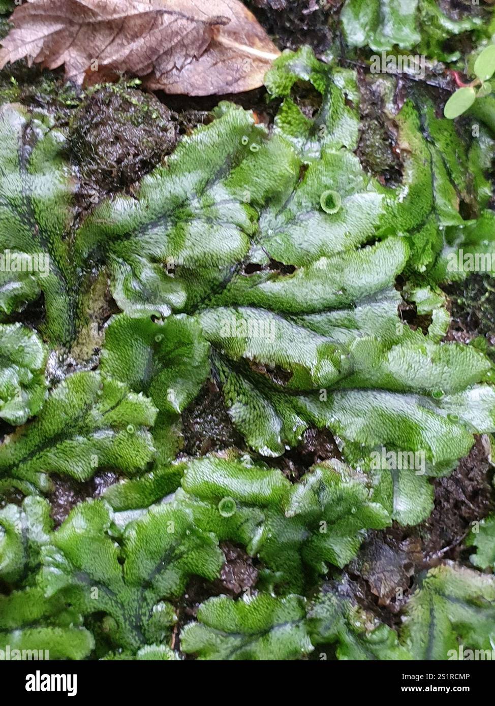 (Marchantia polymorpha polymorpha Stock Photo - Alamy