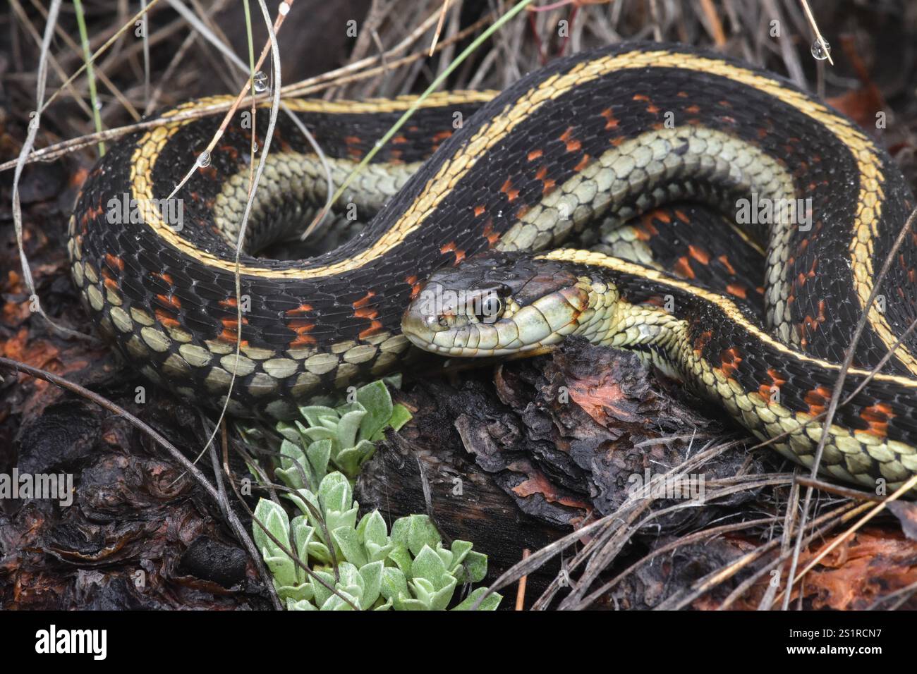 Common Garter Snake (Thamnophis sirtalis Stock Photo - Alamy