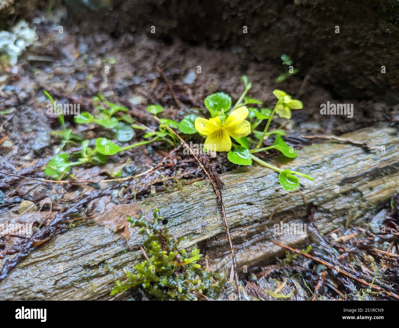 Redwood Violet (Viola sempervirens Stock Photo - Alamy