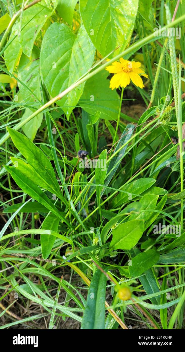 Lance-leaved Coreopsis (Coreopsis lanceolata Stock Photo - Alamy