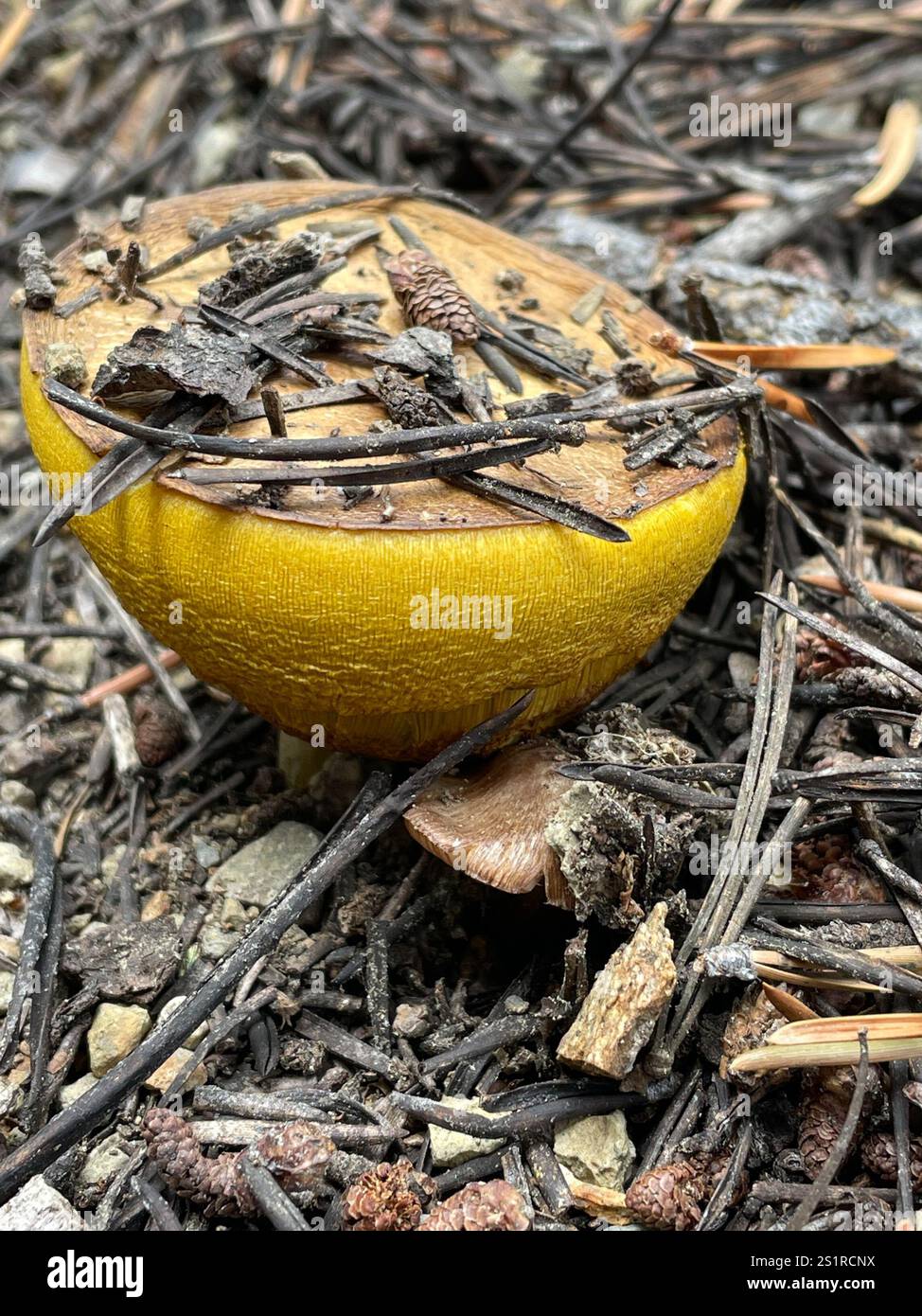 Short-stalked Suillus (Suillus brevipes Stock Photo - Alamy