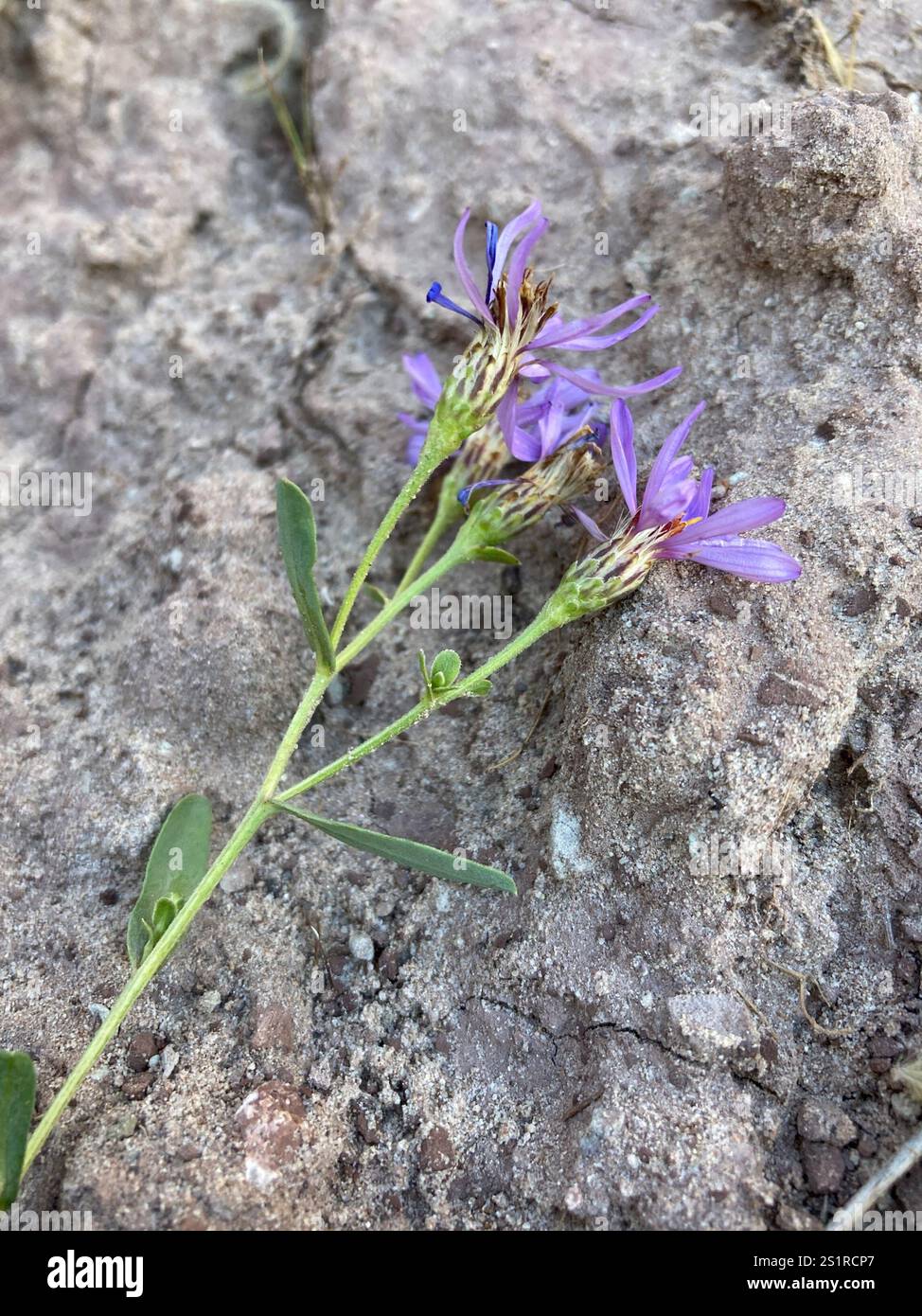blueleaf aster (Eurybia glauca Stock Photo - Alamy