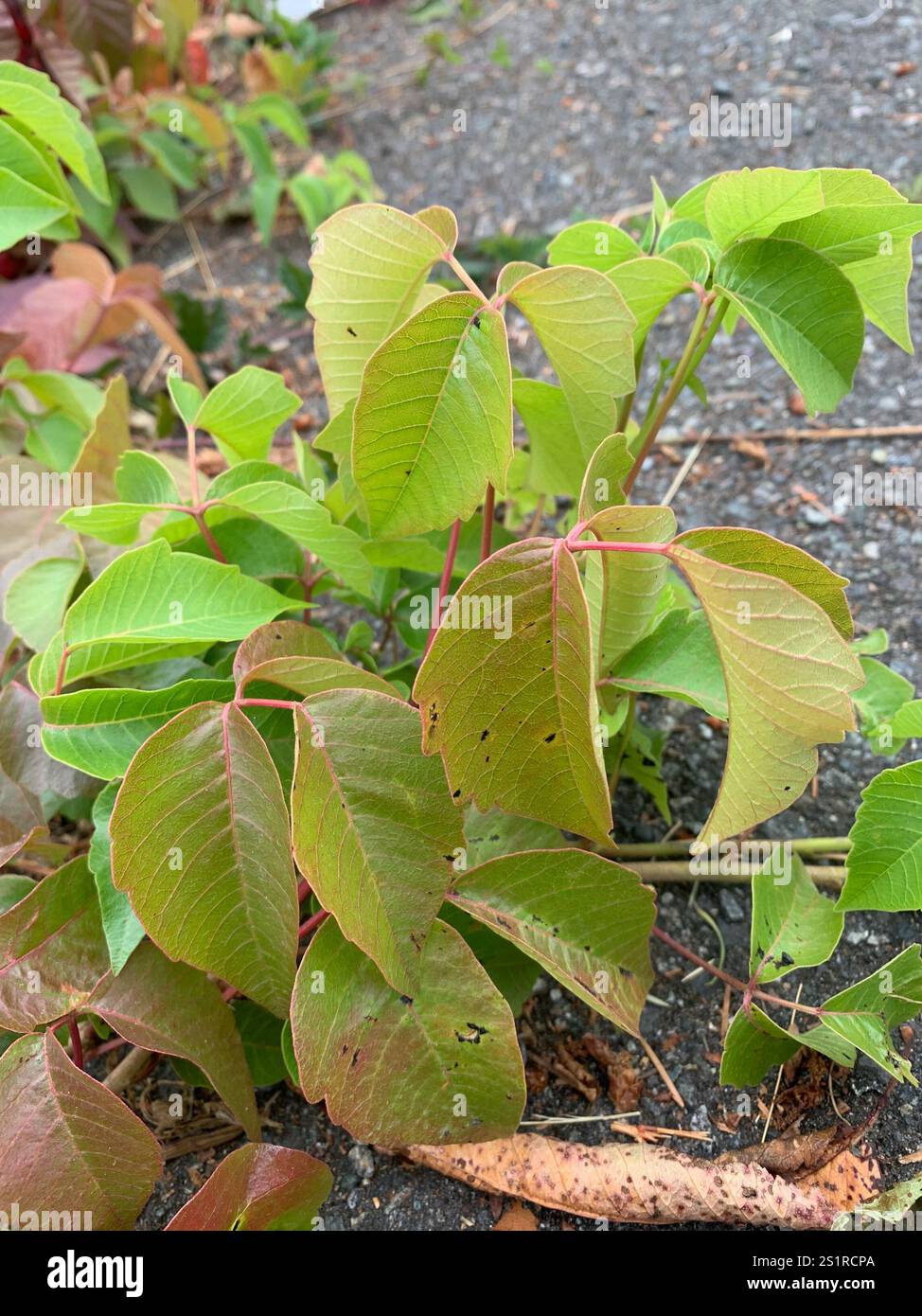 poison ivies and oaks (Toxicodendron Stock Photo - Alamy