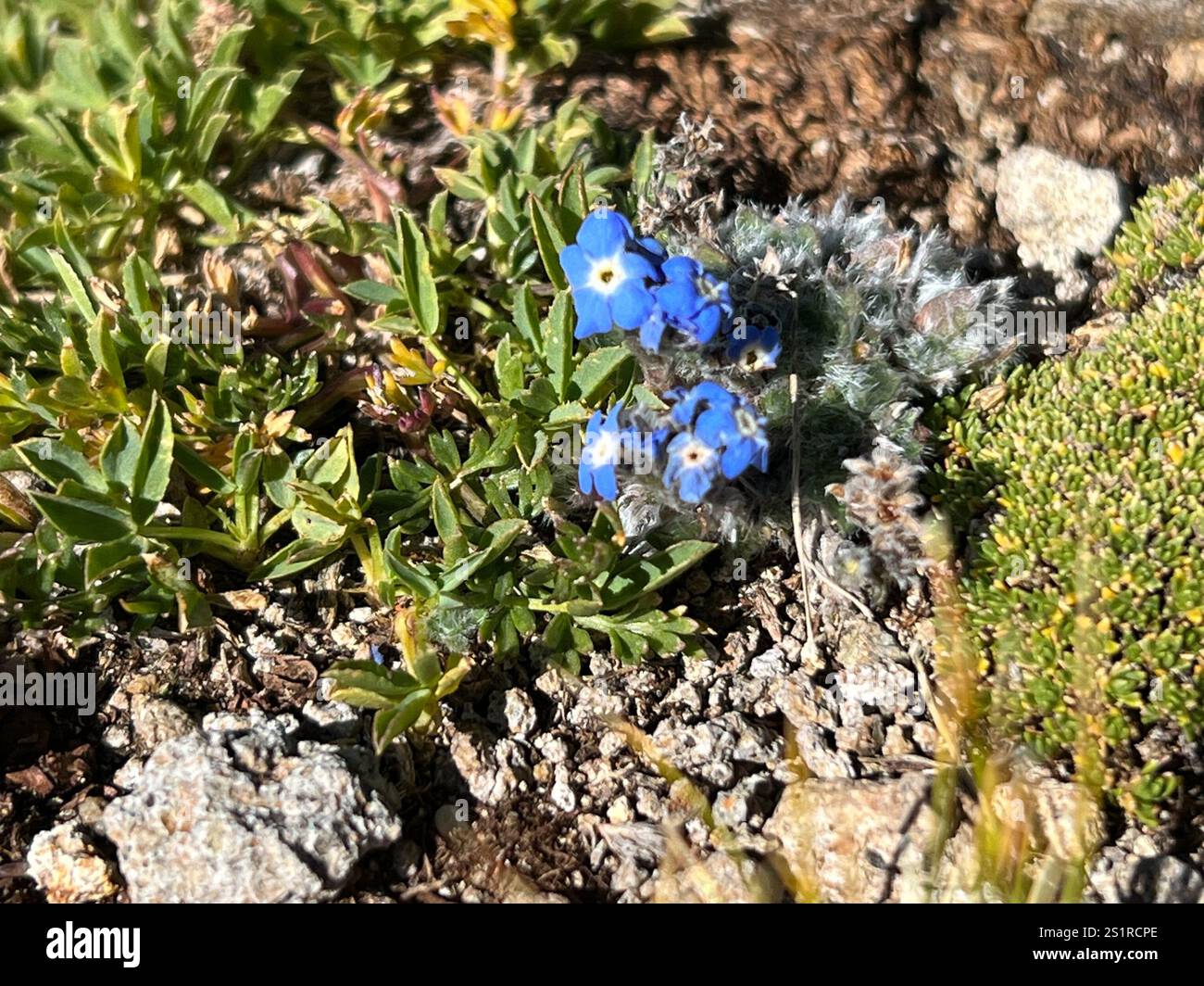 pale alpine forget-me-not (Eritrichium argenteum Stock Photo - Alamy
