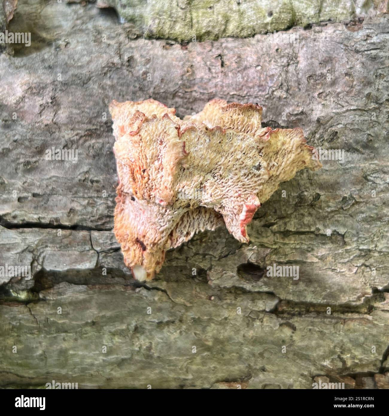 Coral-pink Merulius (Phlebia incarnata Stock Photo - Alamy