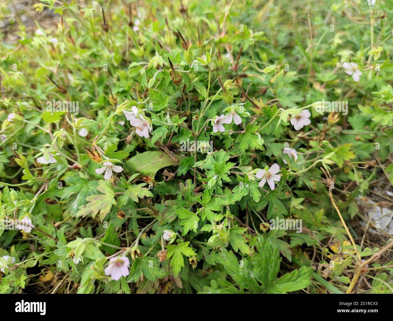 Siberian Crane's-bill (Geranium sibiricum Stock Photo - Alamy