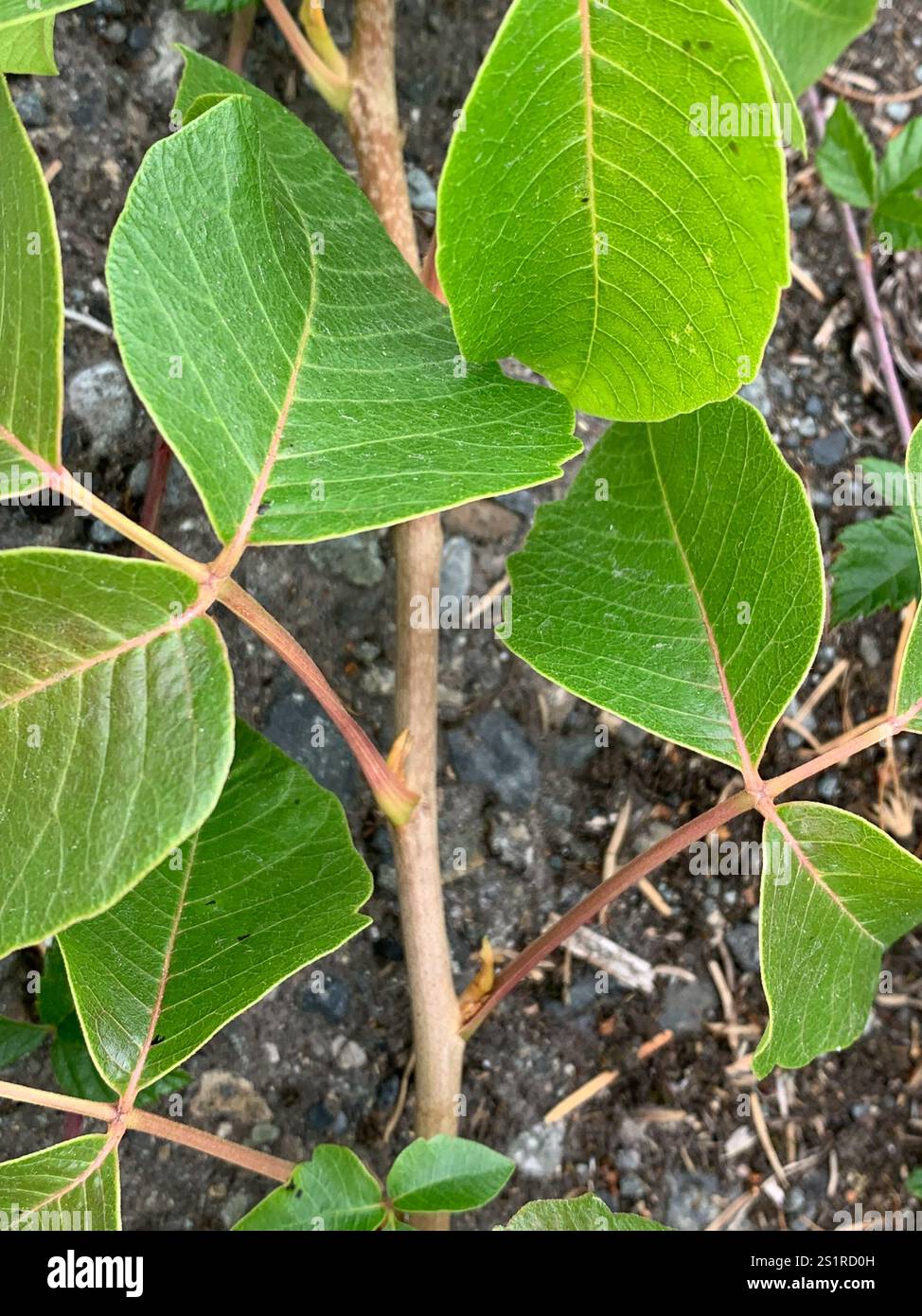 poison ivies and oaks (Toxicodendron Stock Photo - Alamy