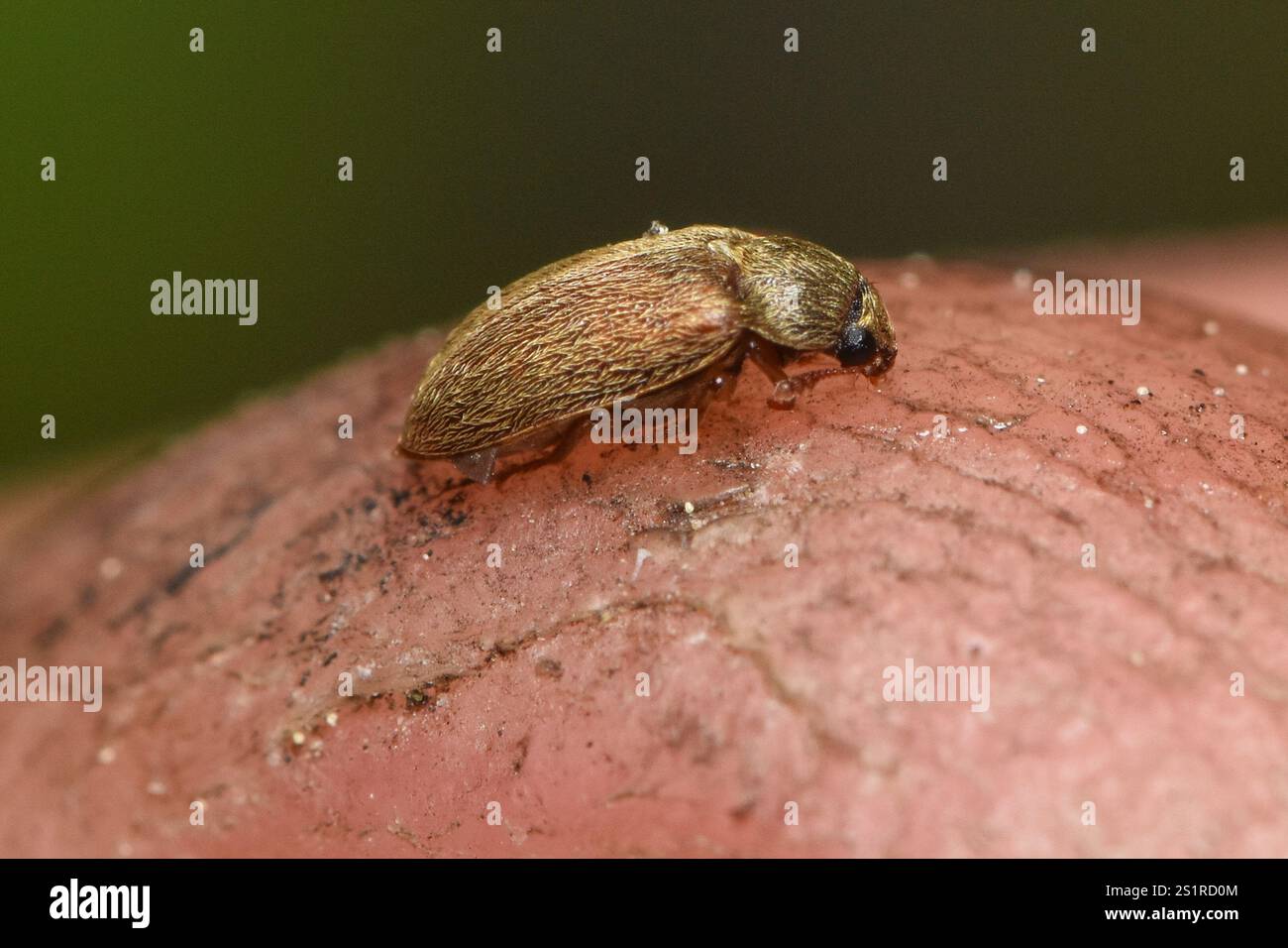 Raspberry Fruitworm Beetle (Byturus unicolor Stock Photo - Alamy