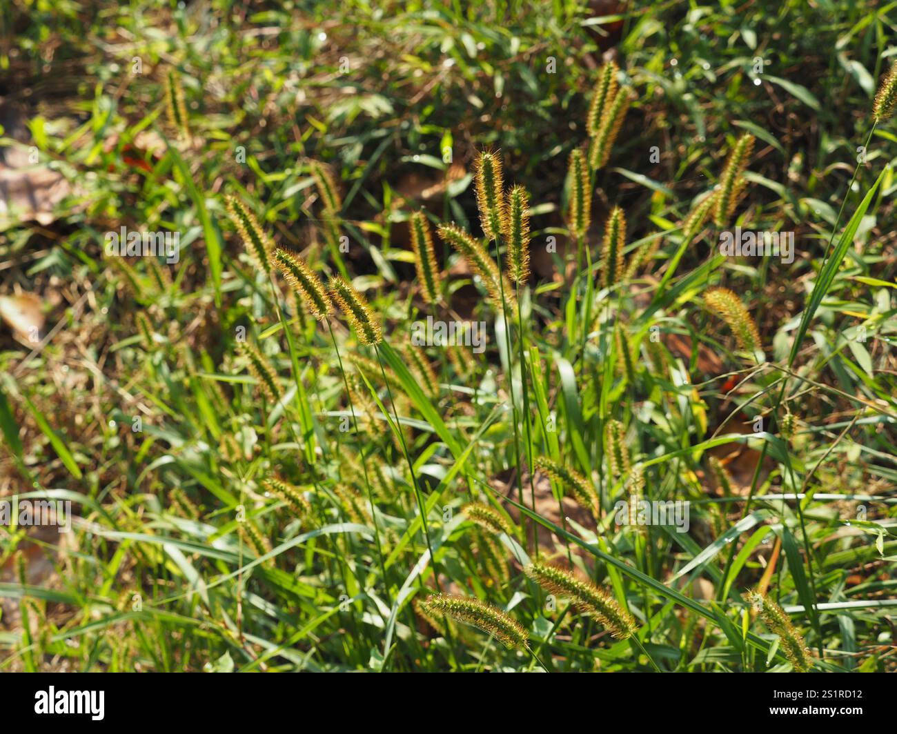 knotroot bristlegrass (Setaria parviflora Stock Photo - Alamy