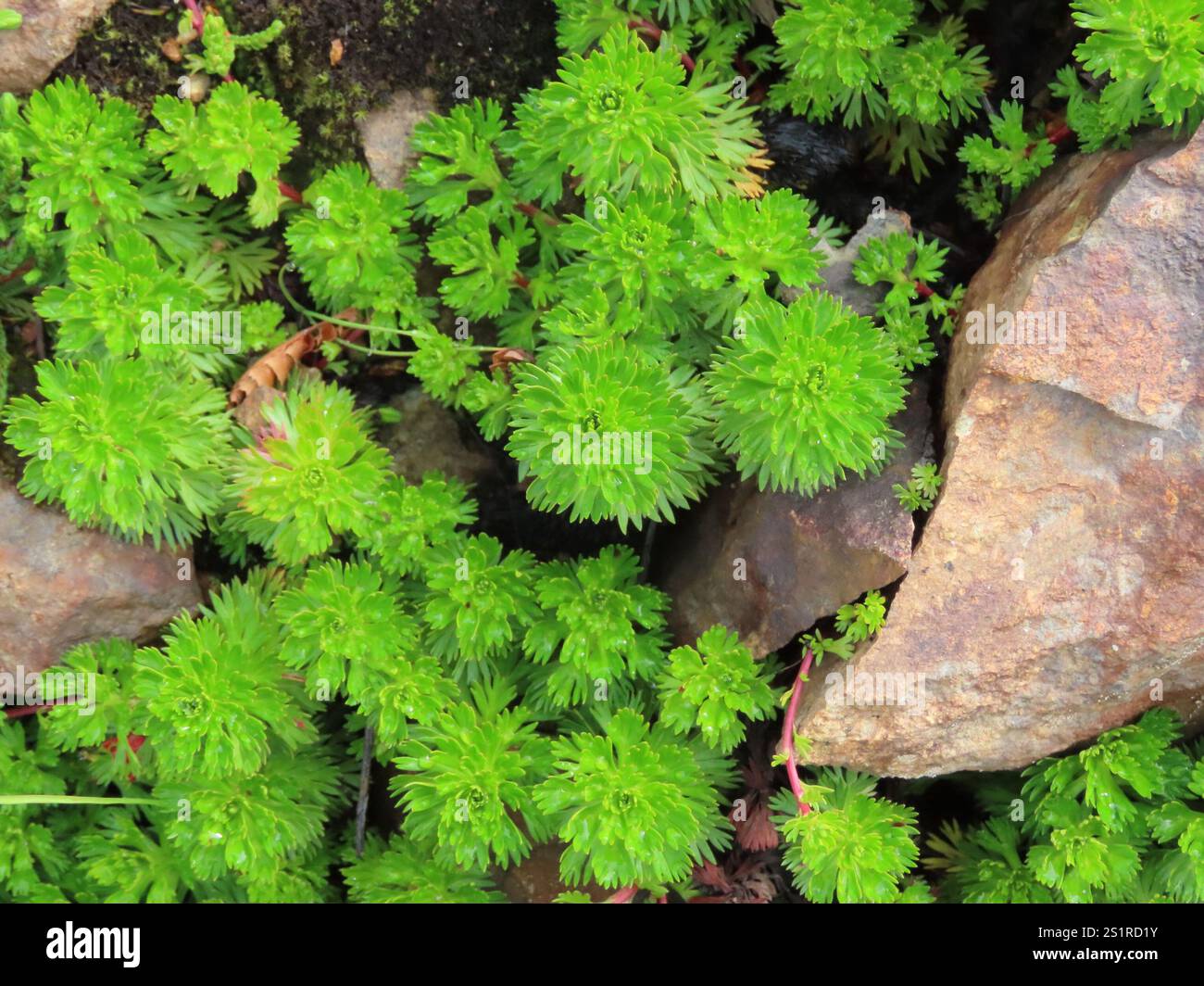 Partridgefoot (Luetkea pectinata Stock Photo - Alamy