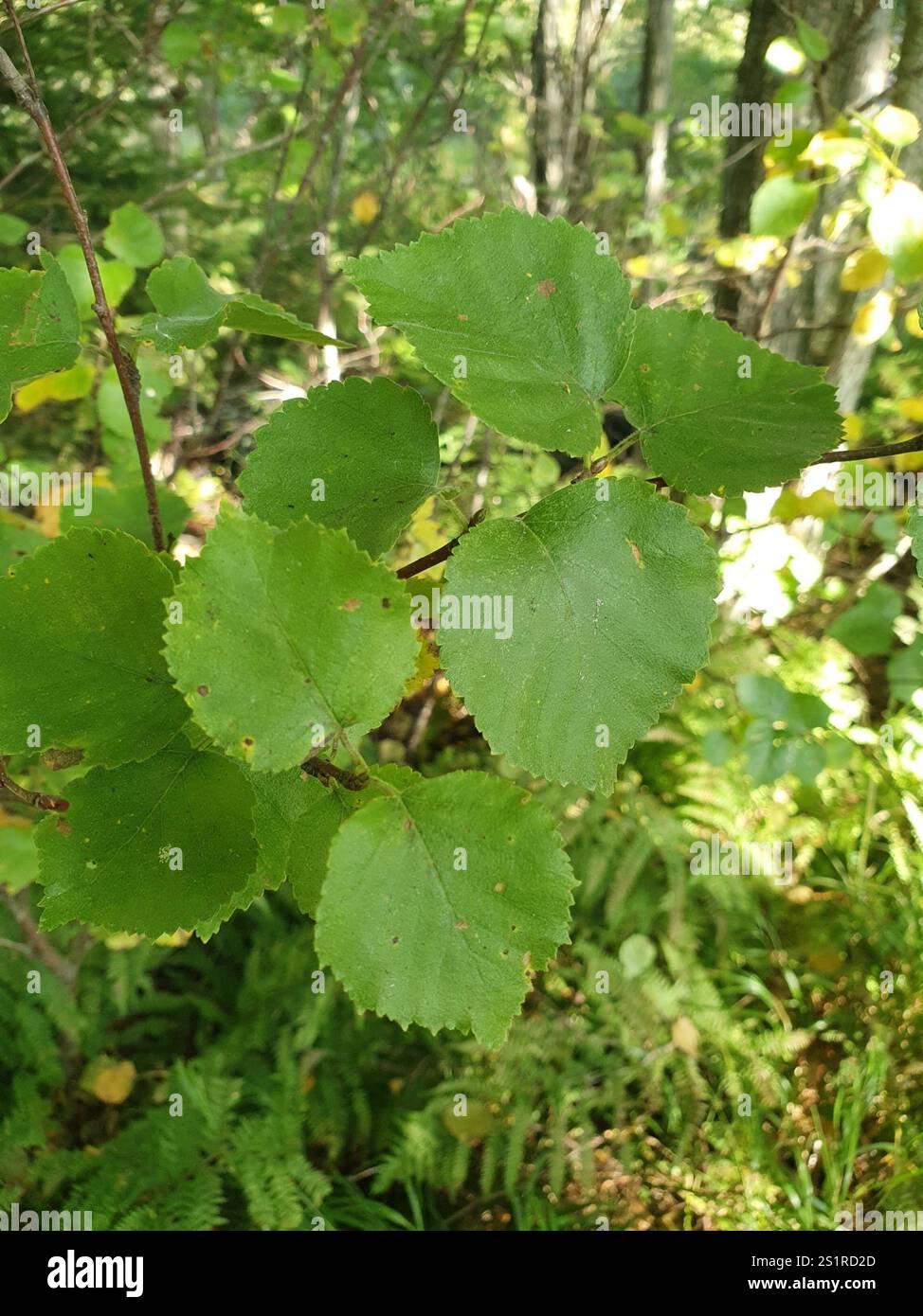 Downy Birch (Betula pubescens Stock Photo - Alamy