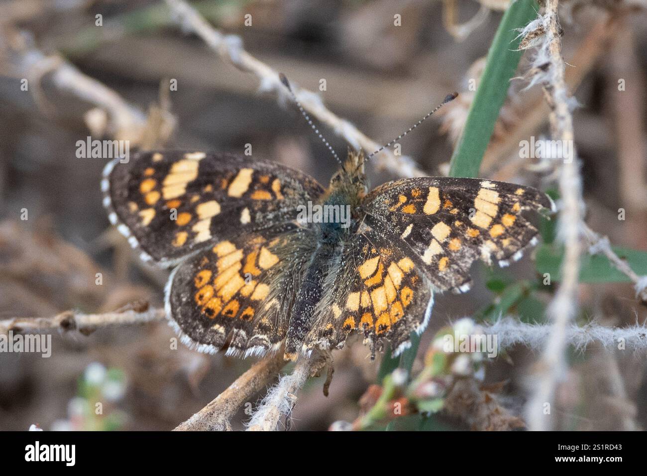 Field Crescent (Phyciodes pulchella Stock Photo - Alamy