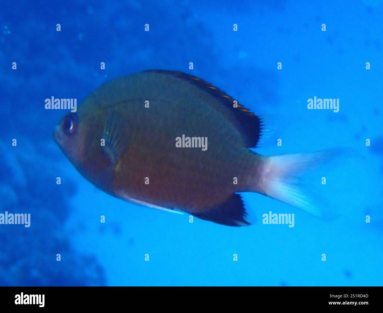 Yellow-edge Chromis (Chromis pembae Stock Photo - Alamy