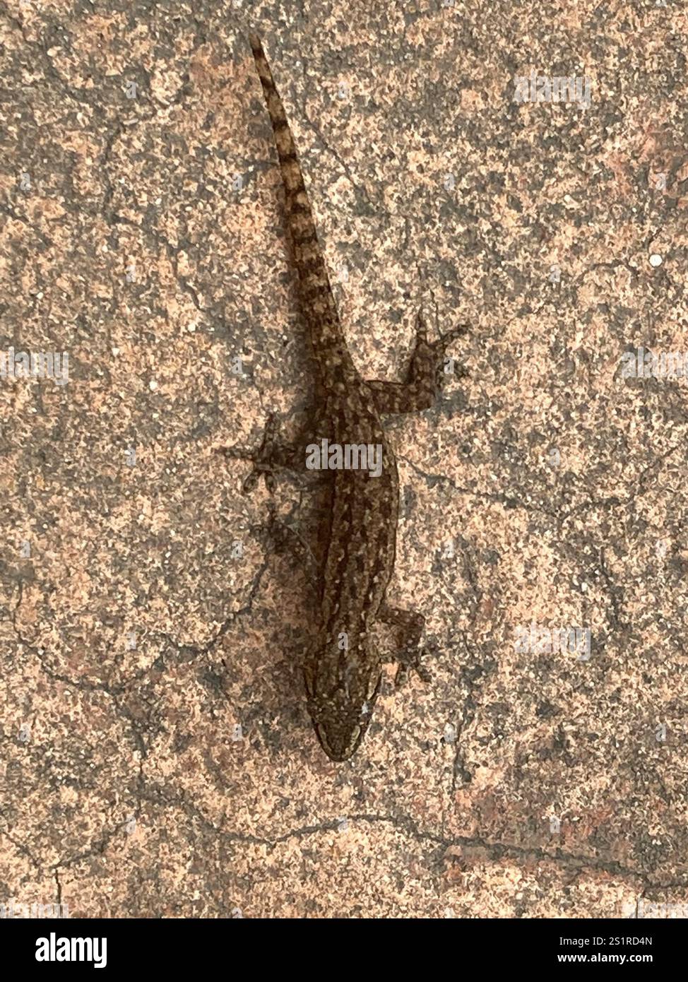 Asian House Gecko (Hemidactylus frenatus Stock Photo - Alamy