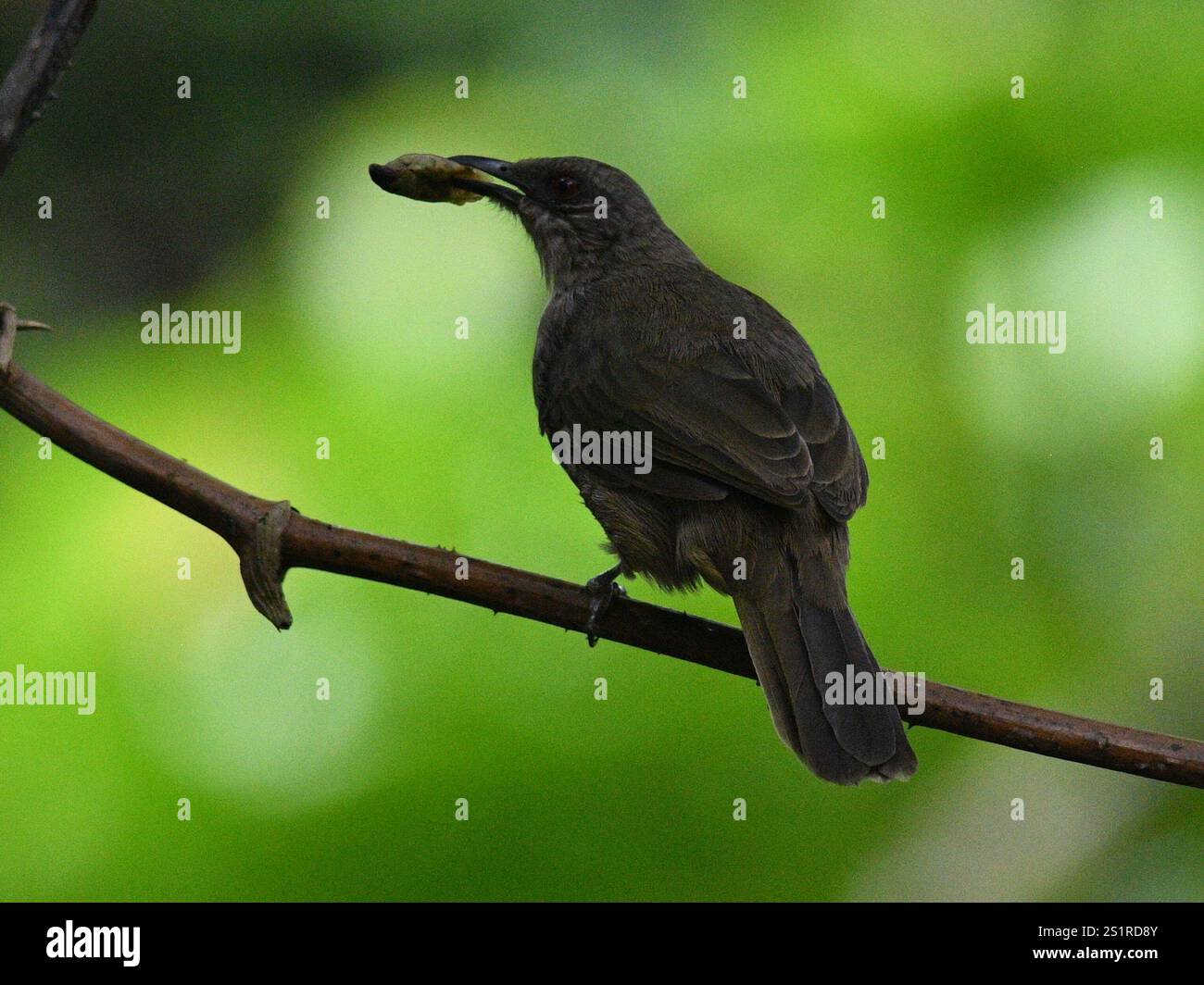 Olive-winged Bulbul (Pycnonotus plumosus Stock Photo - Alamy