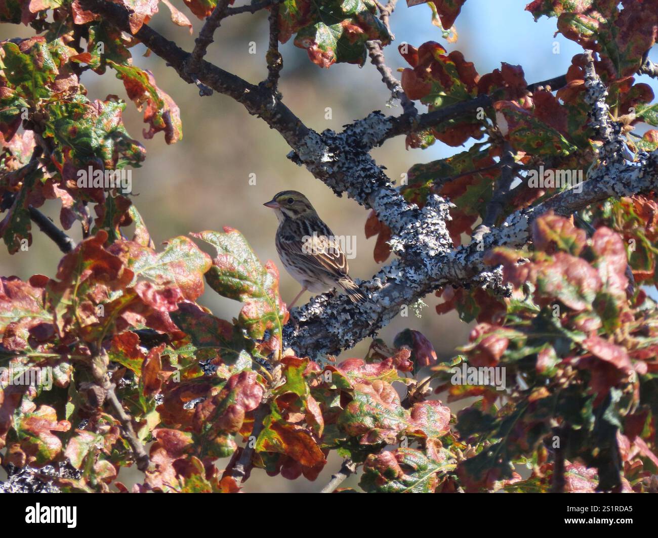 Savannah Sparrow (Passerculus sandwichensis Stock Photo - Alamy