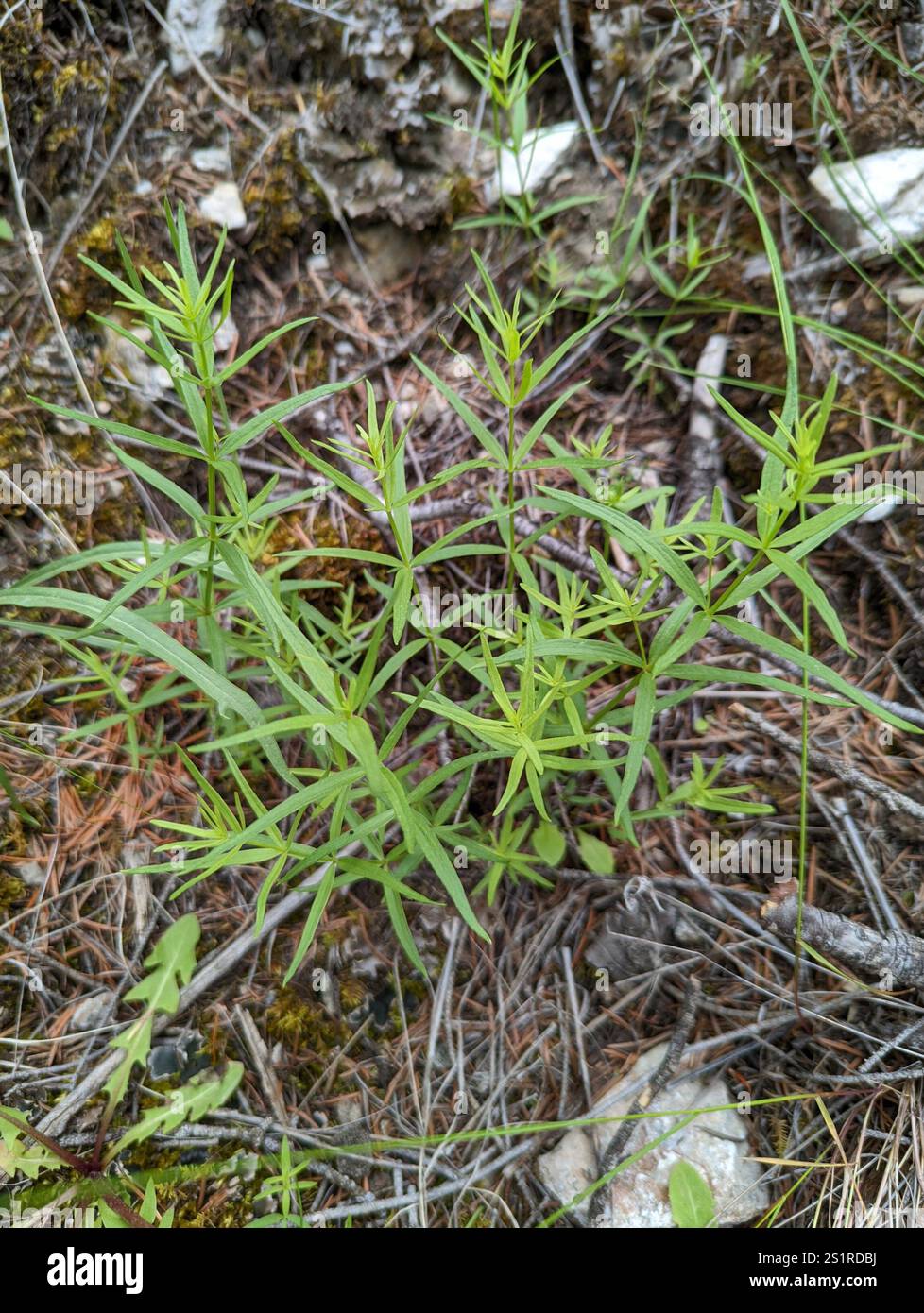 Northern Bedstraw (Galium boreale Stock Photo - Alamy