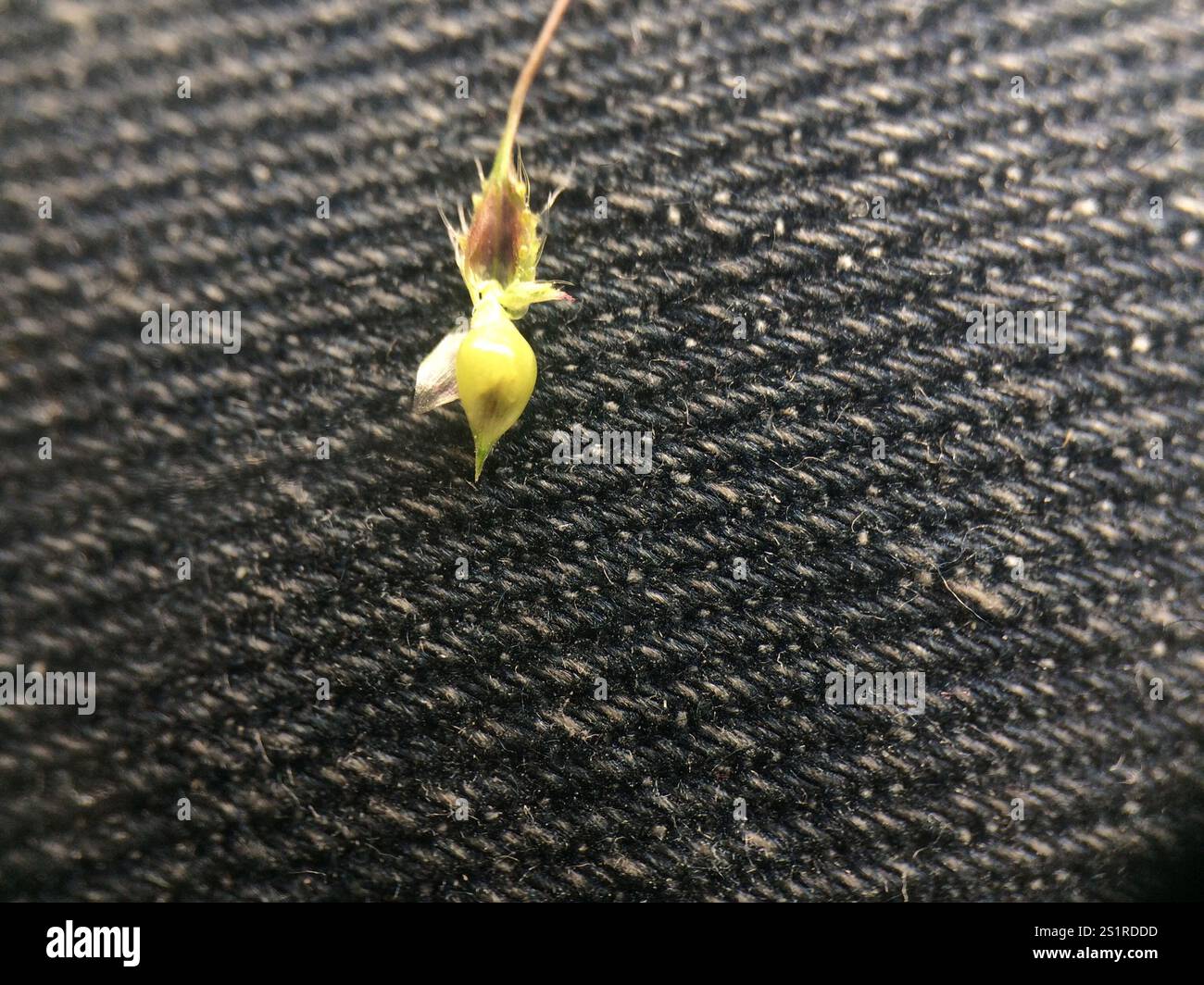 spiny barnyard grass (Echinochloa muricata muricata Stock Photo - Alamy