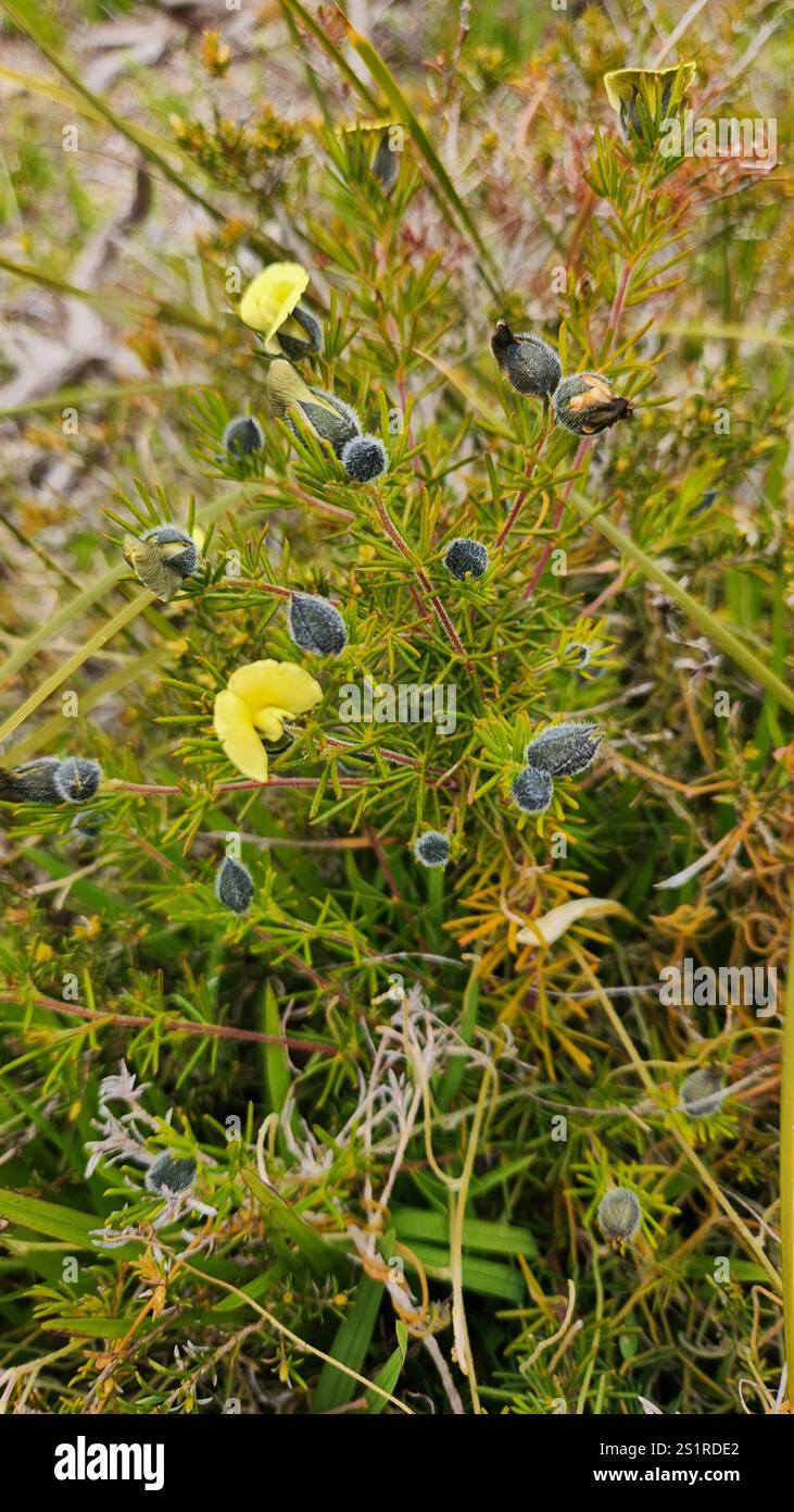 hairy yellow pea (Gompholobium tomentosum Stock Photo - Alamy