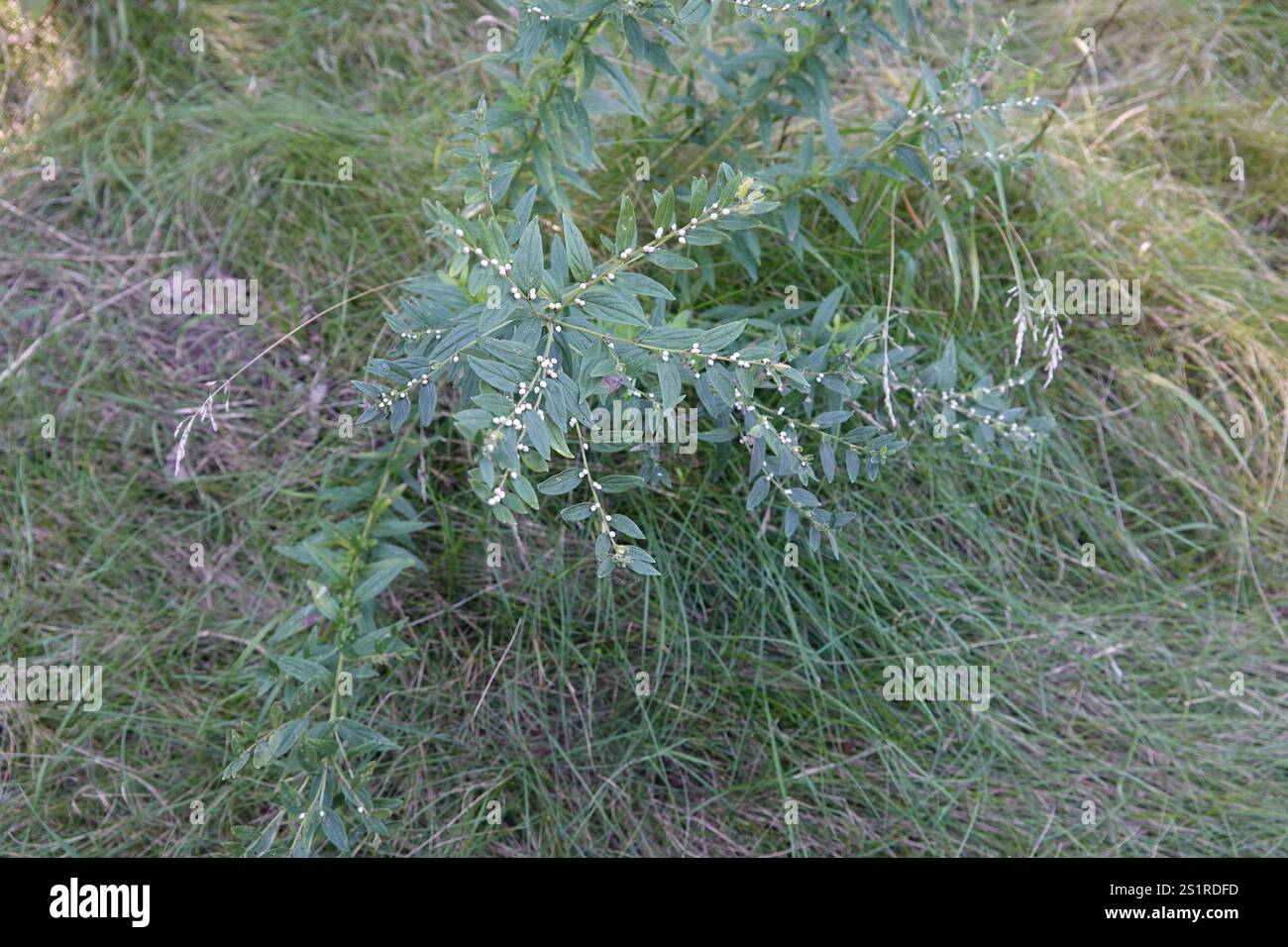 Common Gromwell (Lithospermum officinale Stock Photo - Alamy