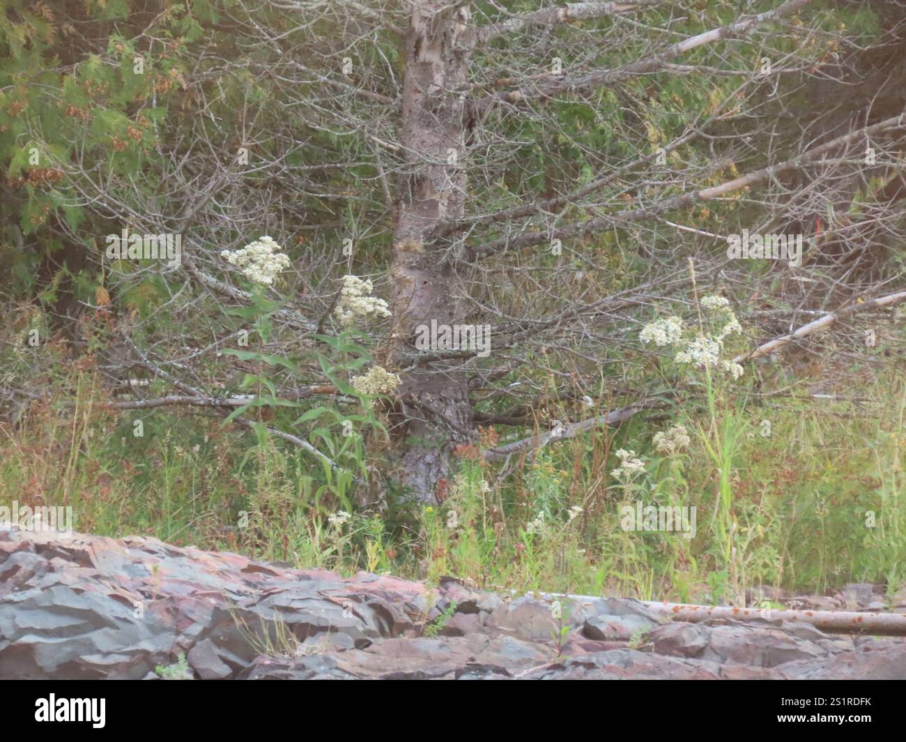 common boneset (Eupatorium perfoliatum Stock Photo - Alamy
