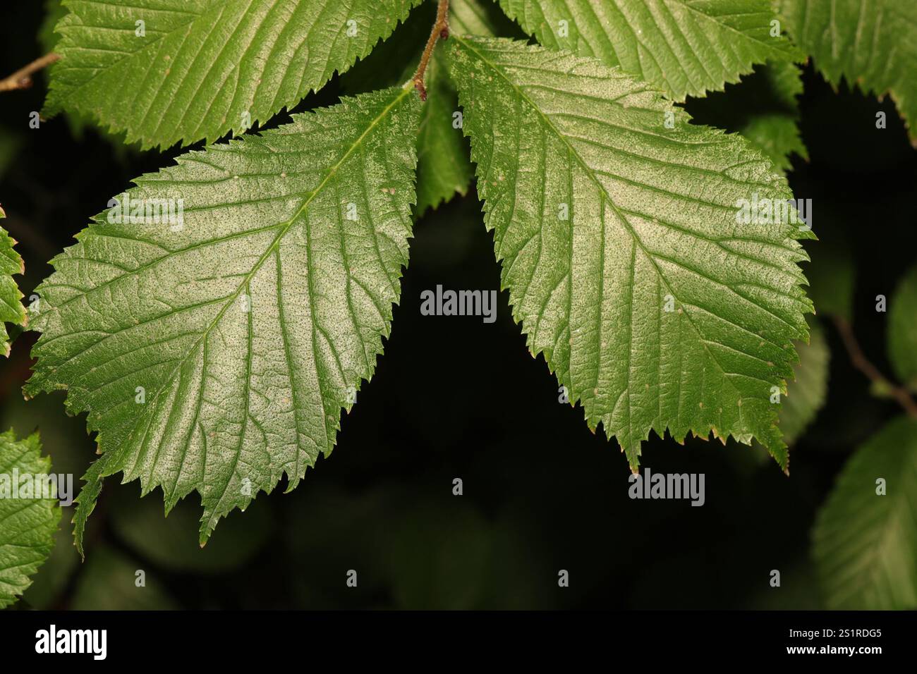 Wych Elm (Ulmus glabra Stock Photo - Alamy